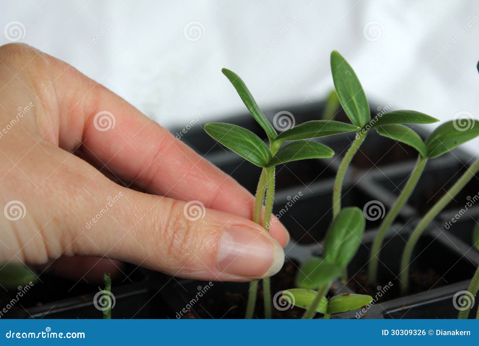 Little seedling plants stock photo. Image of green, growing - 30309326