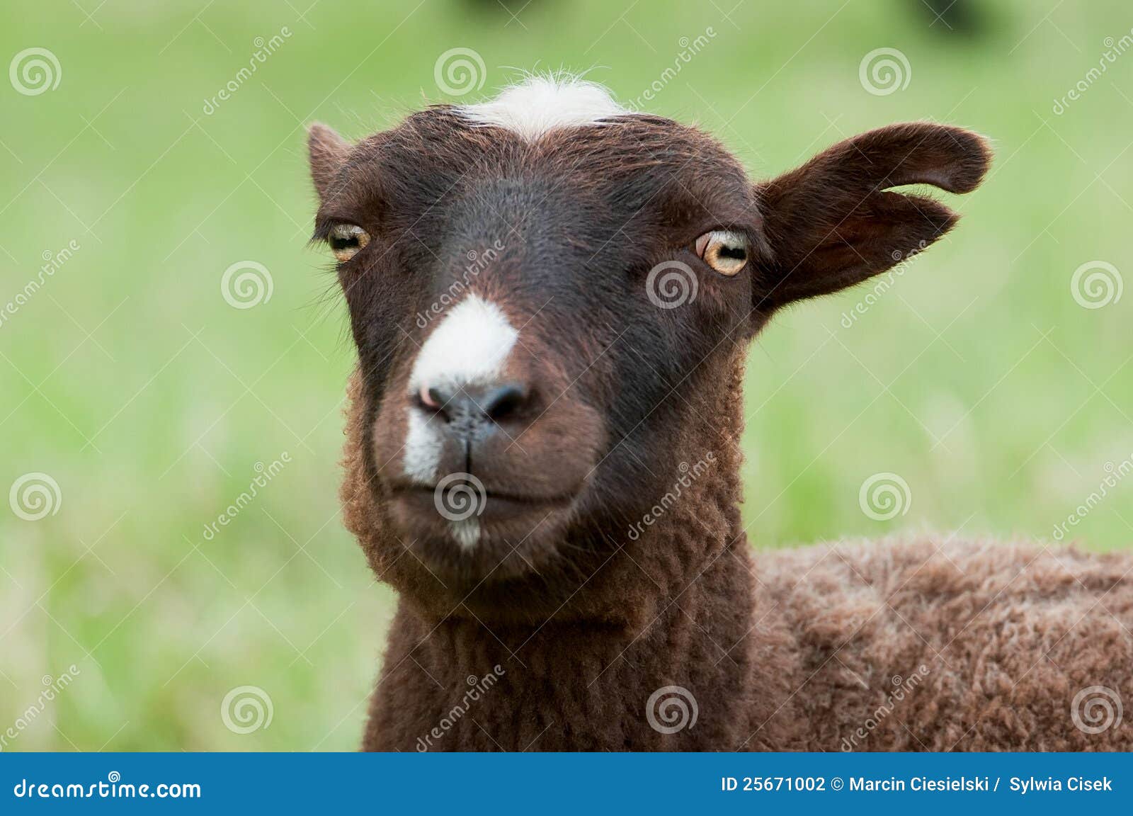 Little sheep stock photo. Image of beautiful, nature - 25671002