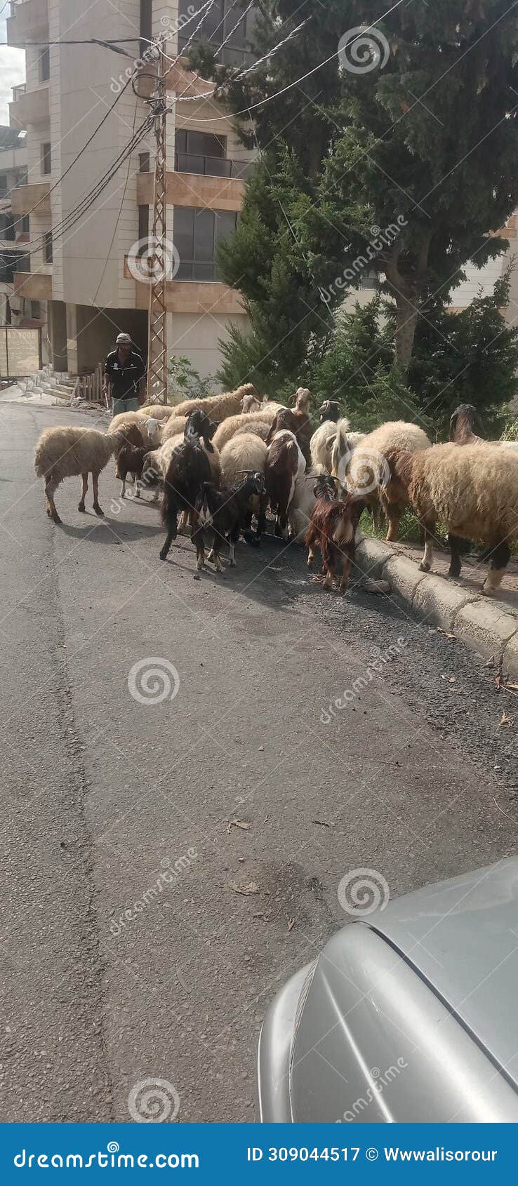 Little Sheep in Aaramoun Mount Lebanon Editorial Photography - Image of ...