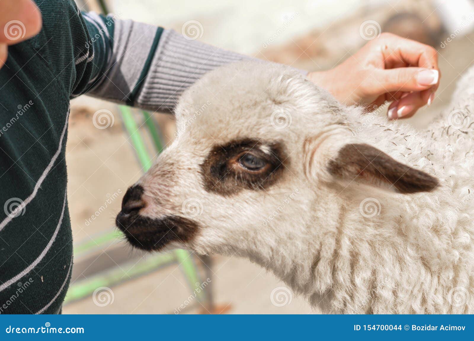The Little Sheep is Biting the Woman& X27;s Finger Stock Photo - Image ...