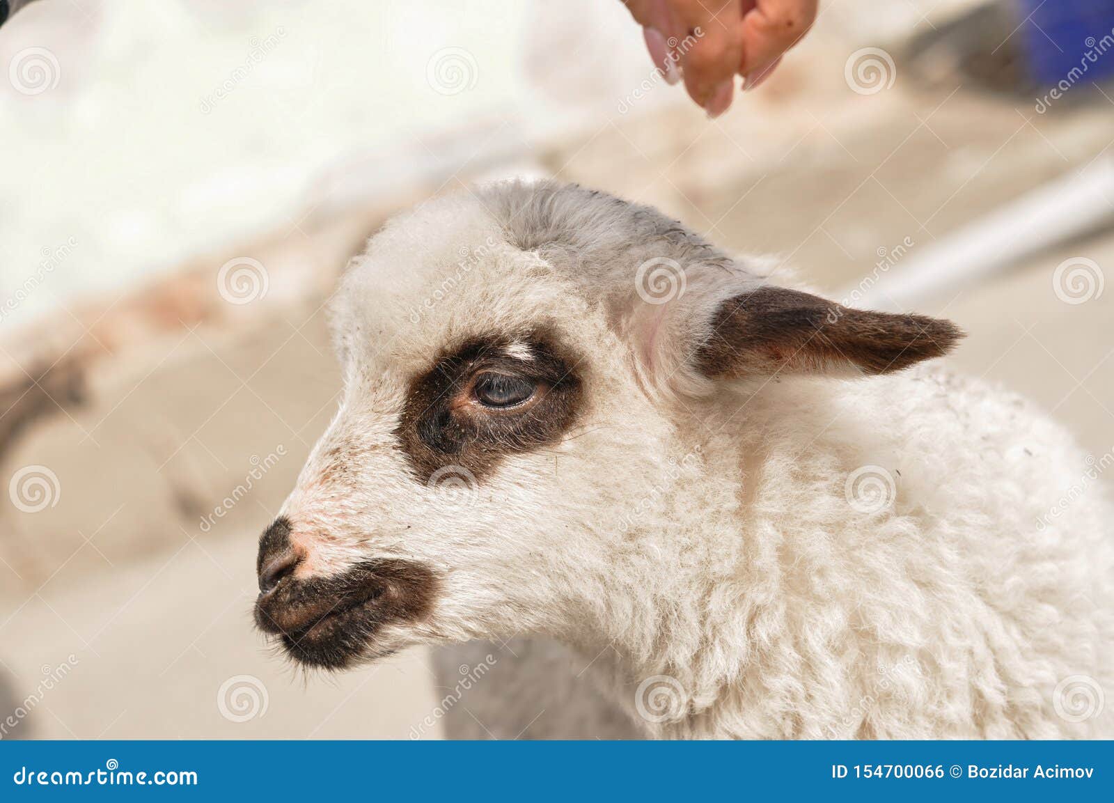The Little Sheep is Biting the Woman S Finger Stock Photo - Image of ...