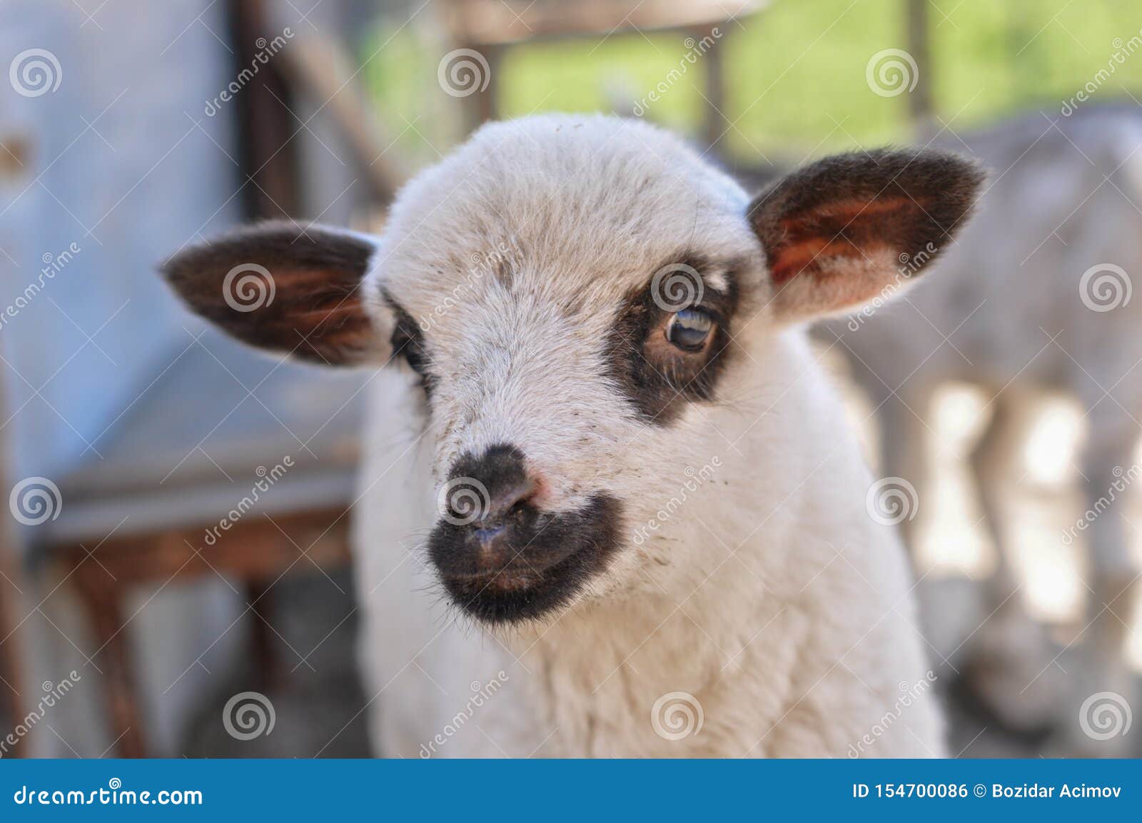 The Little Sheep is Biting the Woman S Finger Stock Photo - Image of ...