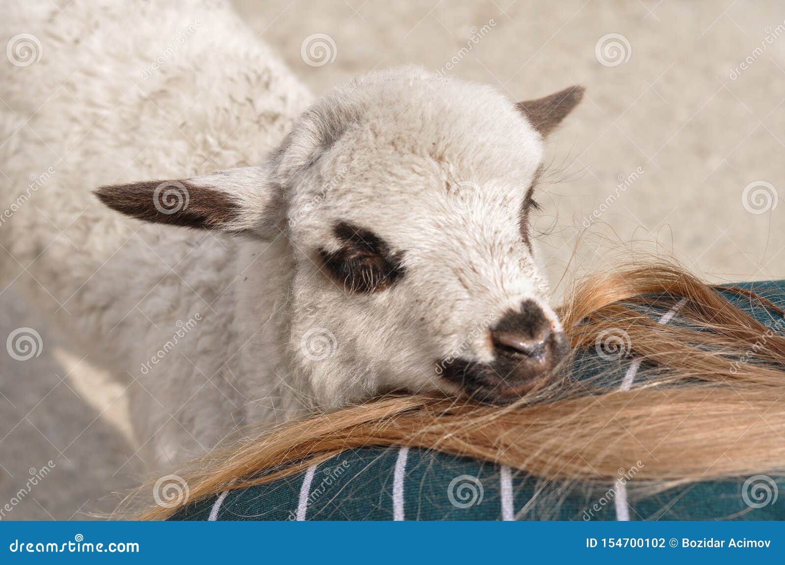 The Little Sheep is Biting the Woman& X27;s Finger Stock Photo - Image ...