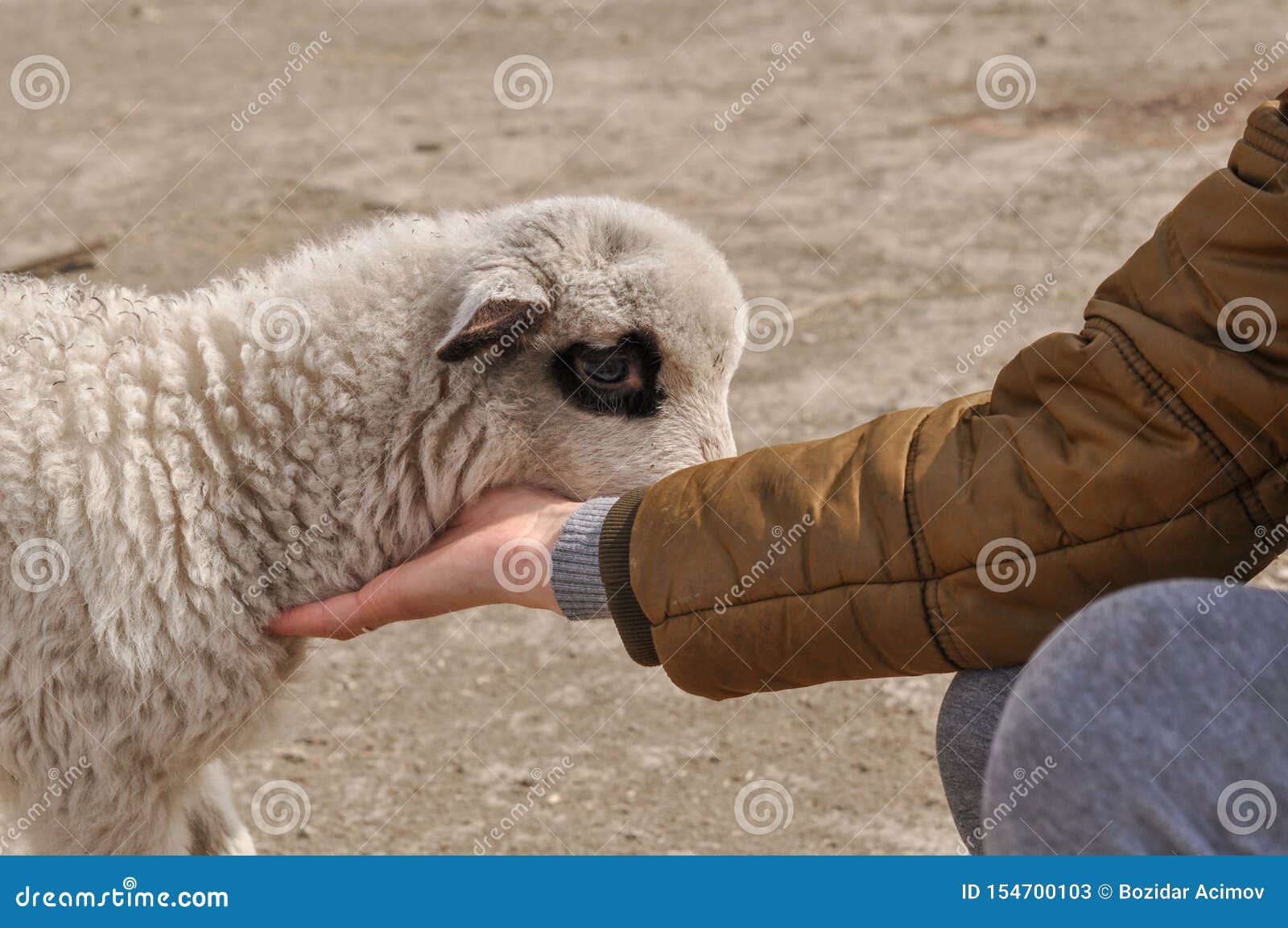 The Little Sheep is Biting the Woman& X27;s Finger Stock Image - Image ...