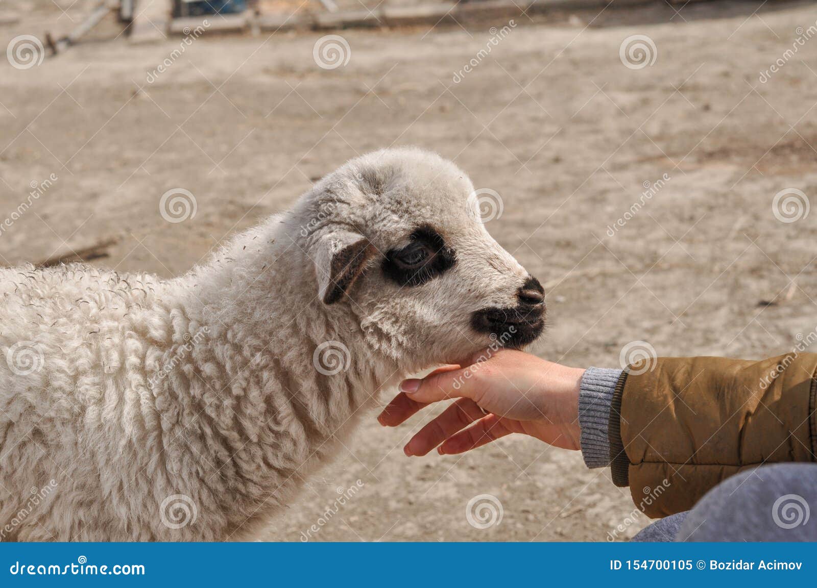 The Little Sheep is Biting the Woman& X27;s Finger Stock Image - Image ...