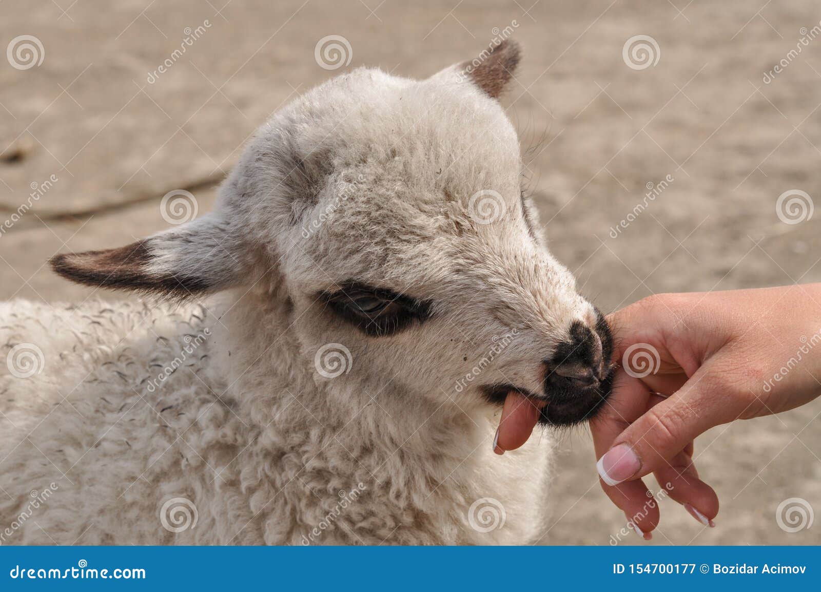 The Little Sheep is Biting the Woman& X27;s Finger Stock Image - Image ...