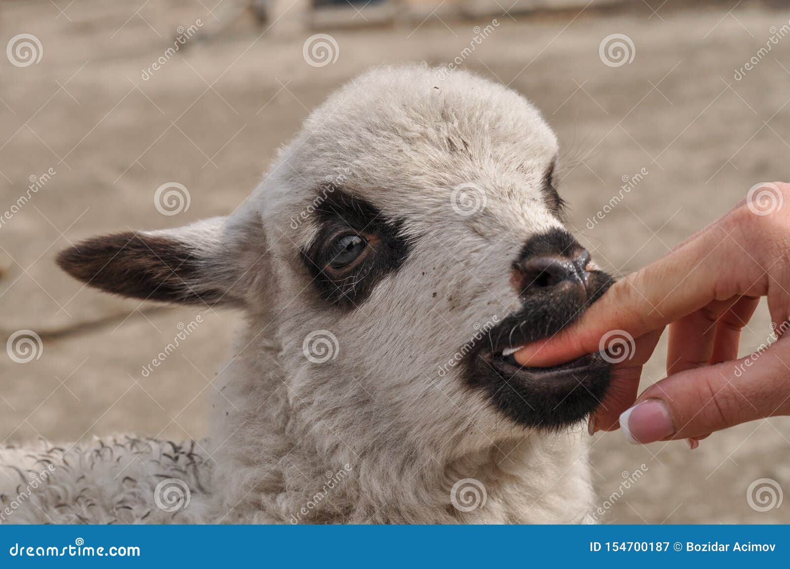 The Little Sheep is Biting the Woman& X27;s Finger Stock Image - Image ...