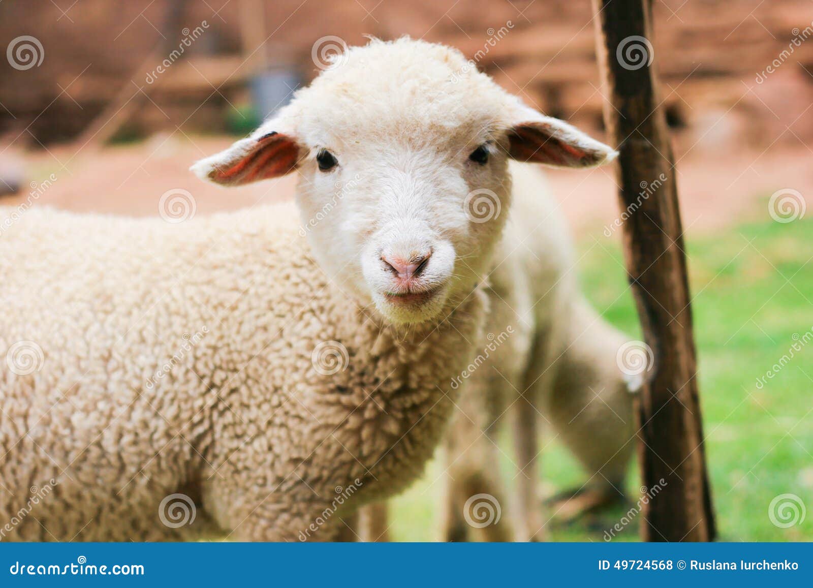 Little sheep stock photo. Image of nature, countryside - 49724568