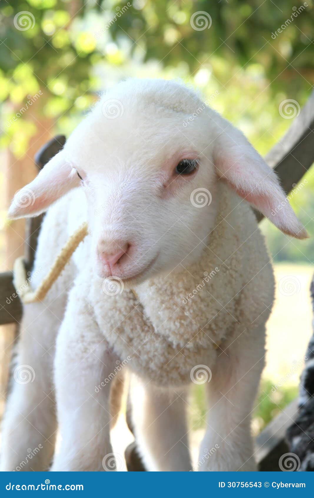 Little Sheep Stock Photo | CartoonDealer.com #49724568