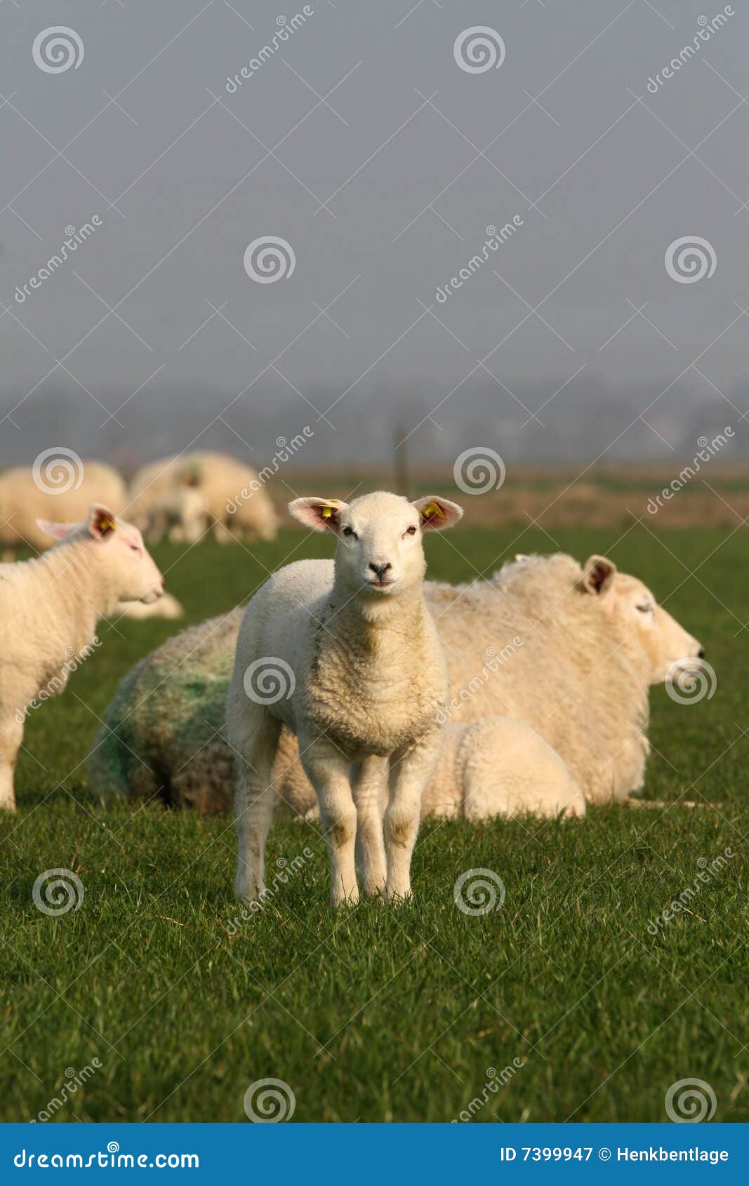 Sheep Looking At Scenery Stock Photography | CartoonDealer.com #82957730