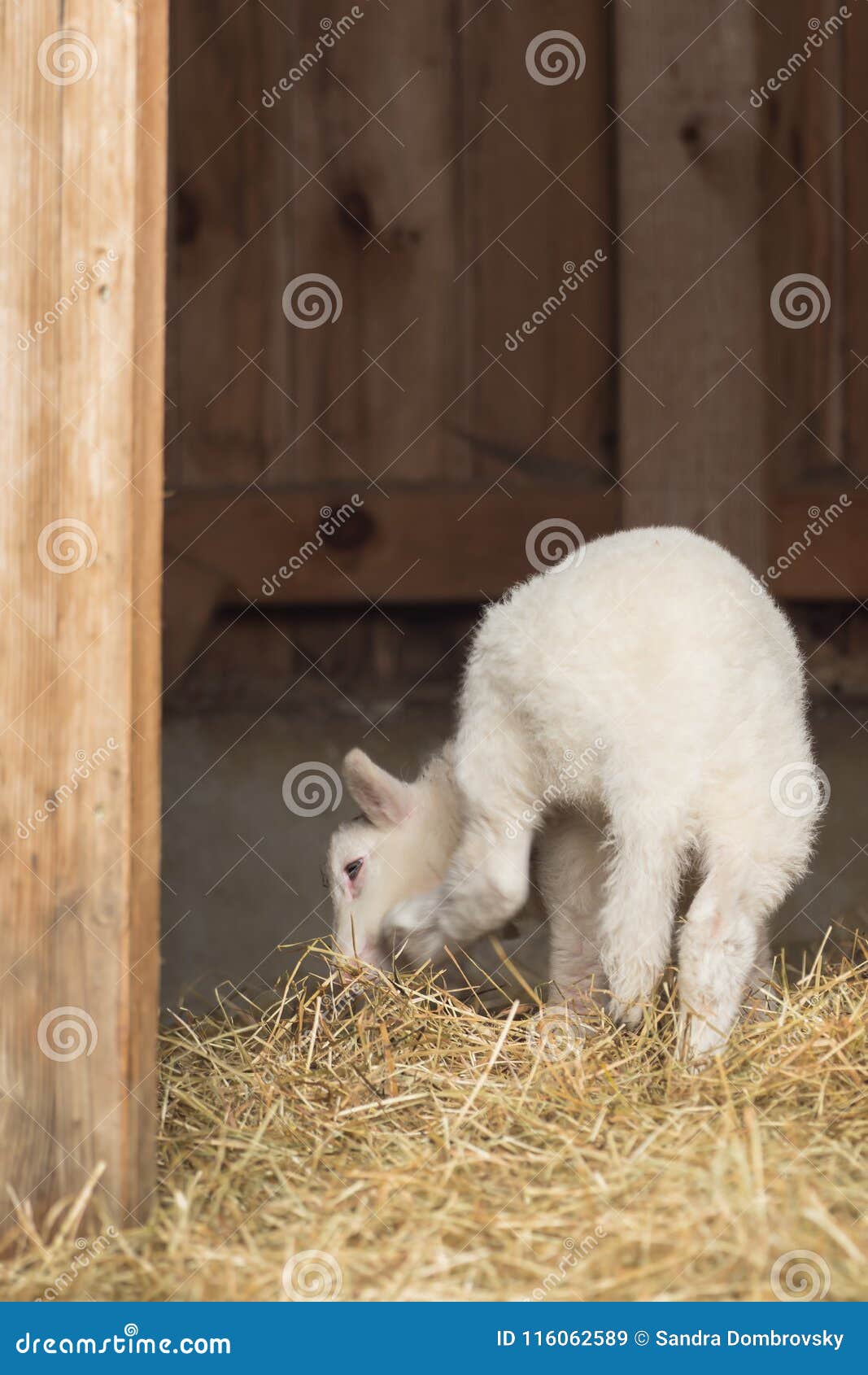 A Little Sheep is Standing in the Stable Stock Image - Image of cute ...