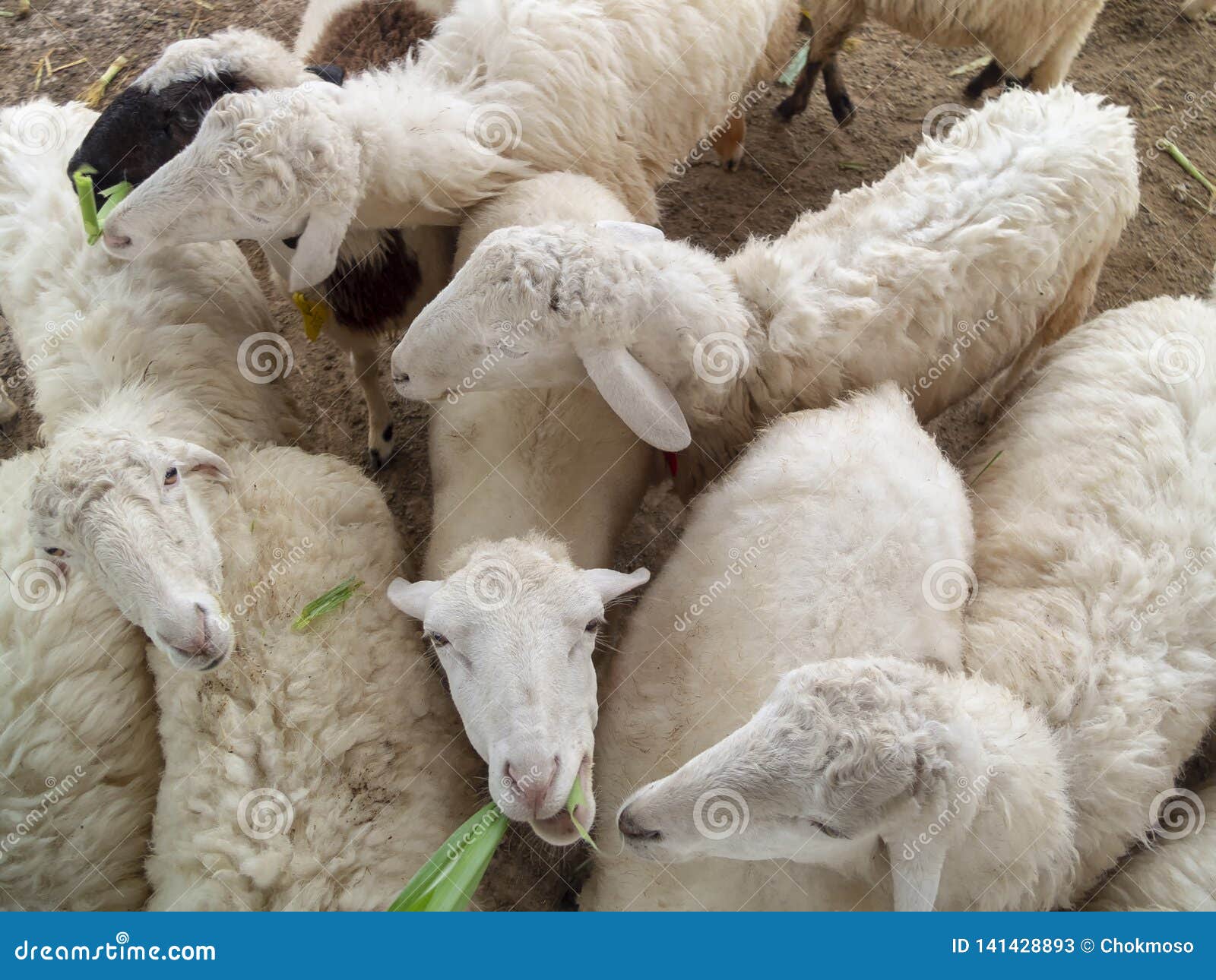 Little sheep stock image. Image of wildlife, coat, safari - 141428893