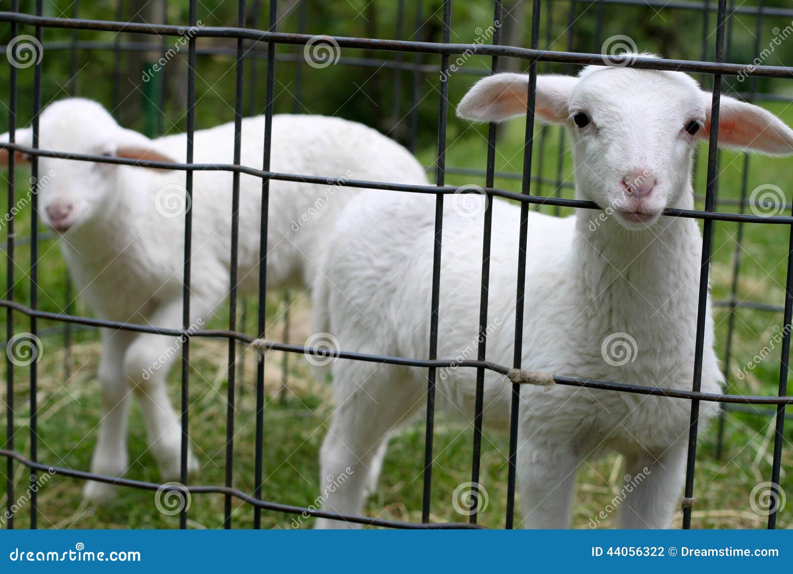 Little sheeps stock photo. Image of friendly, beautiful - 44056322