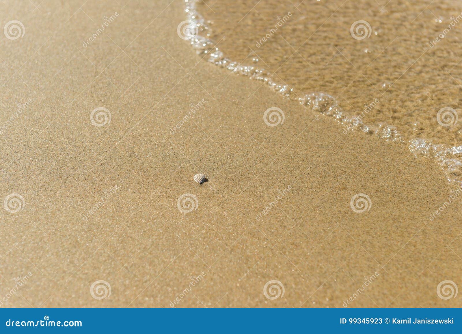 Little shell on a beach stock image. Image of landscape - 99345923