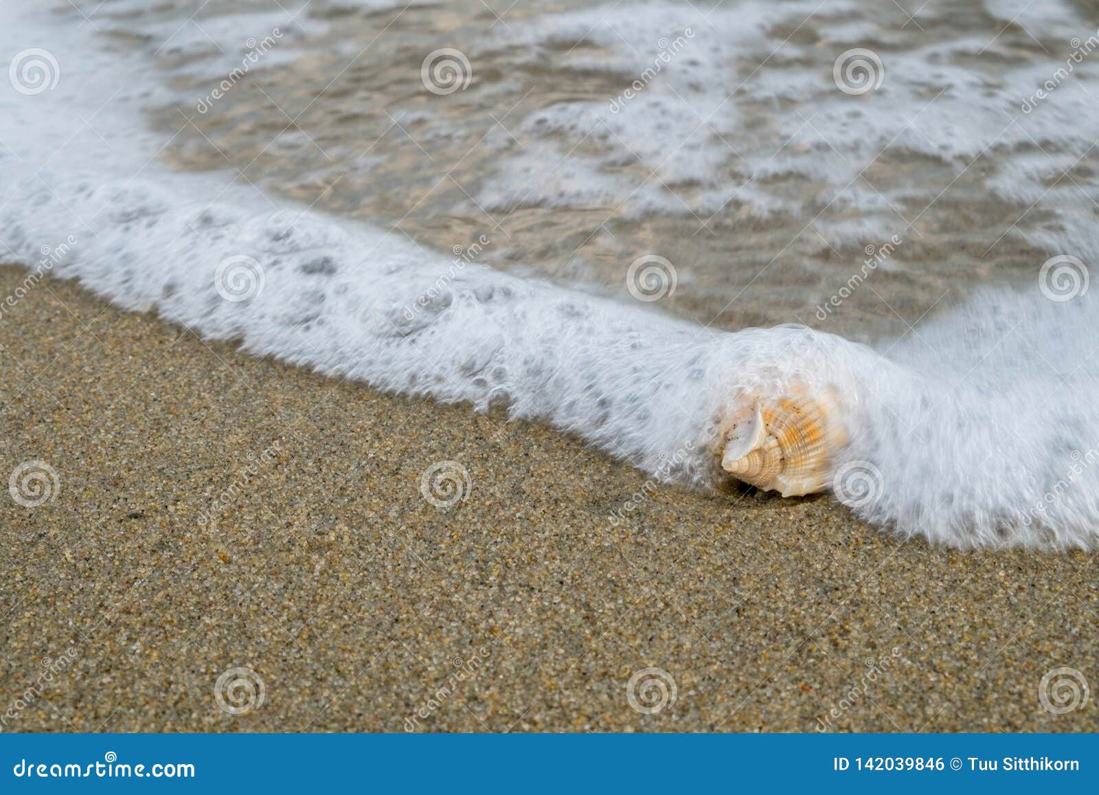 Little Shell on the Beach,Single Shell on the Sand Stock Photo - Image ...