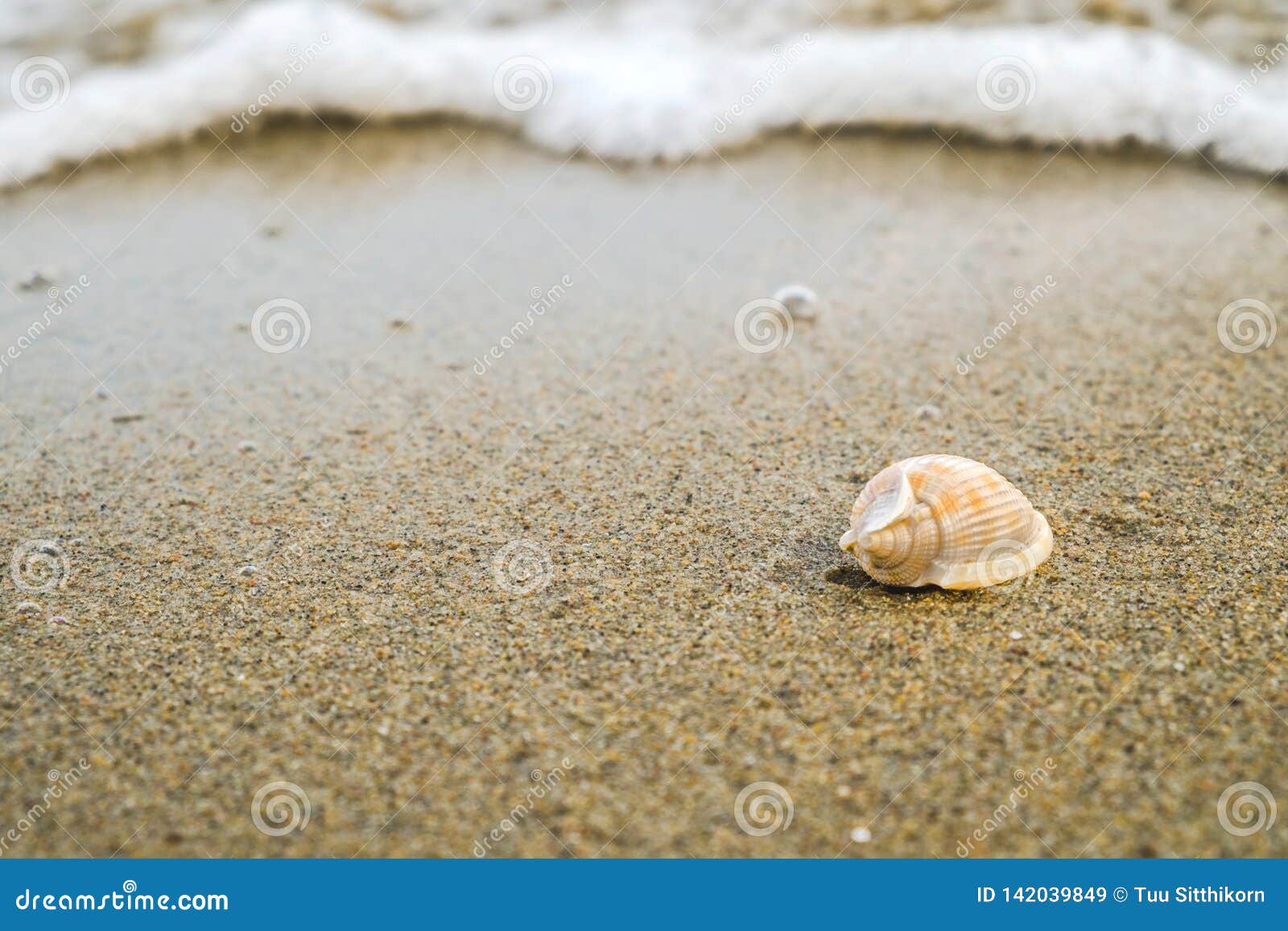 Little Shell on the Beach,Single Shell on the Sand Stock Image - Image ...