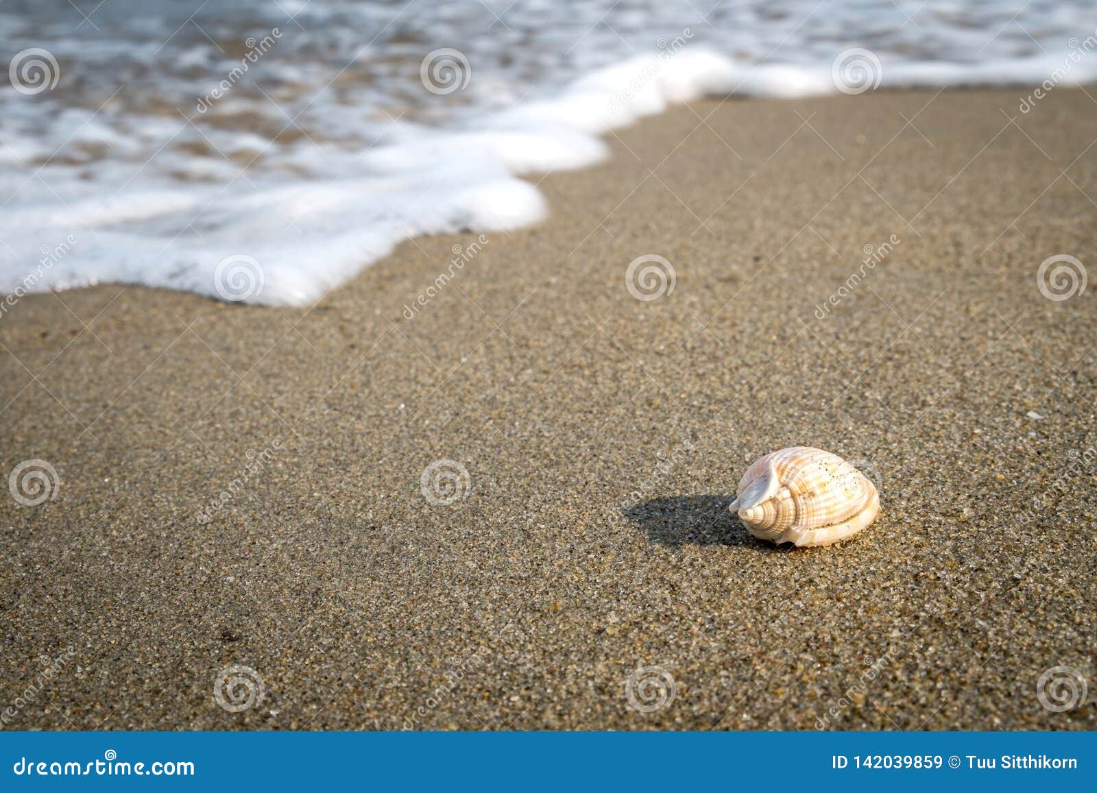 Little Shell on the Beach,Single Shell on the Sand Stock Image - Image ...