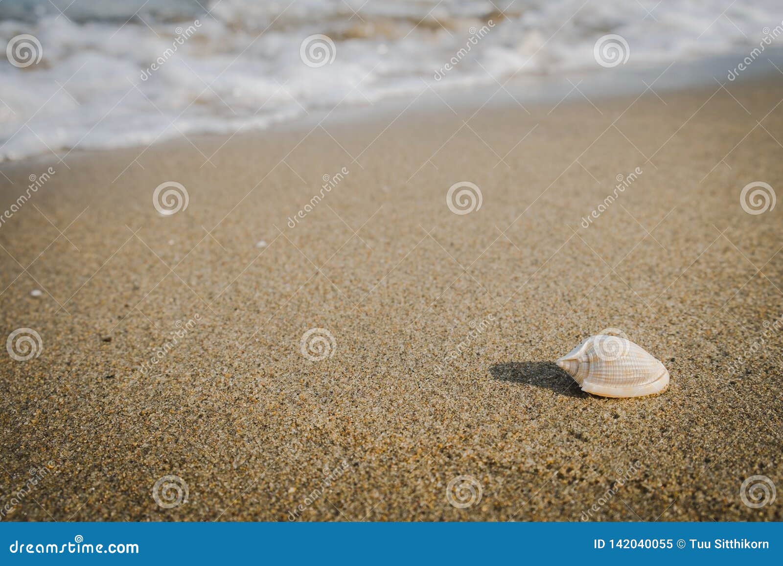 Little Shell on the Beach,Single Shell on the Sand Stock Image - Image ...