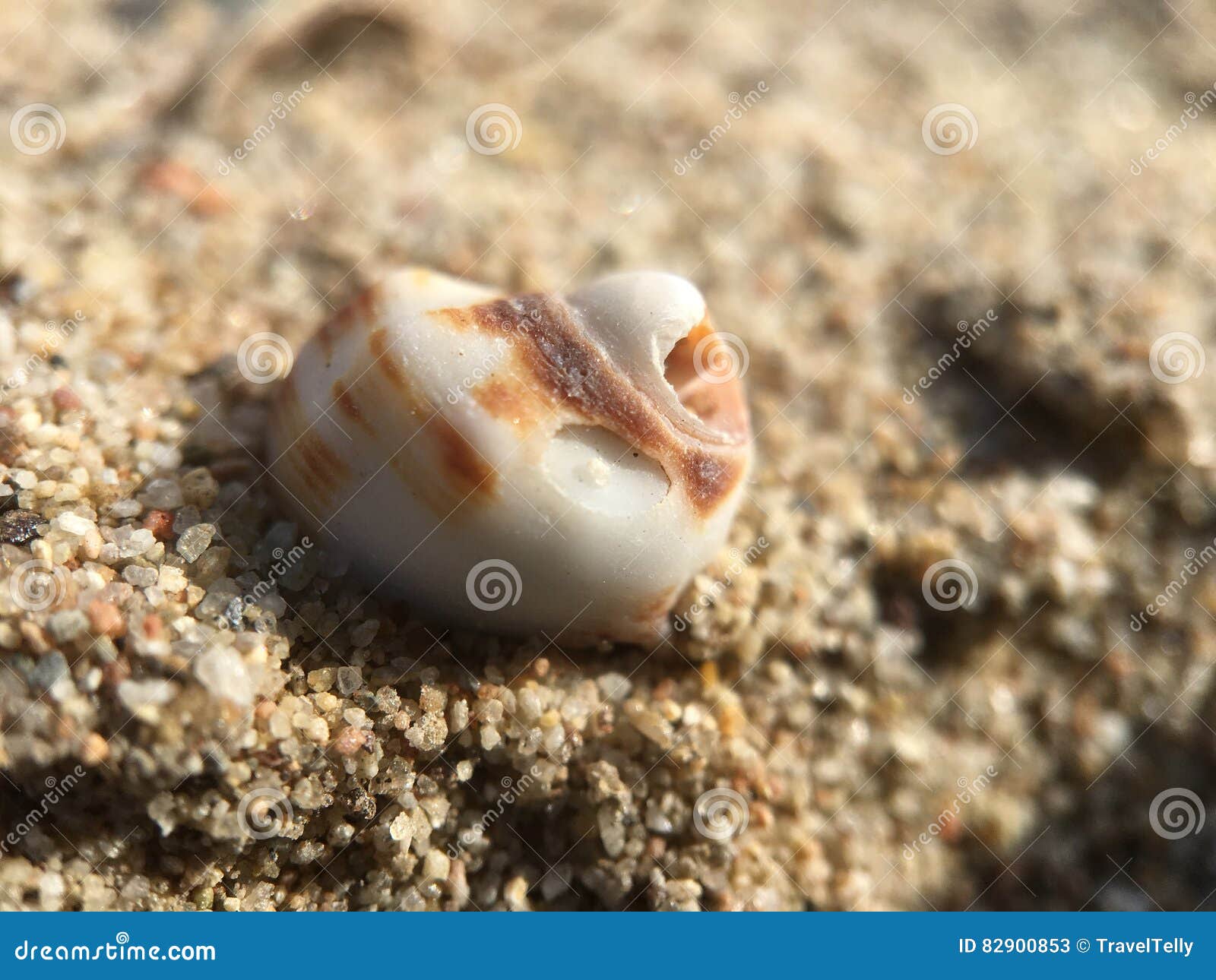 Little Sea Shell On Light Sand Background Royalty-Free Stock Image ...