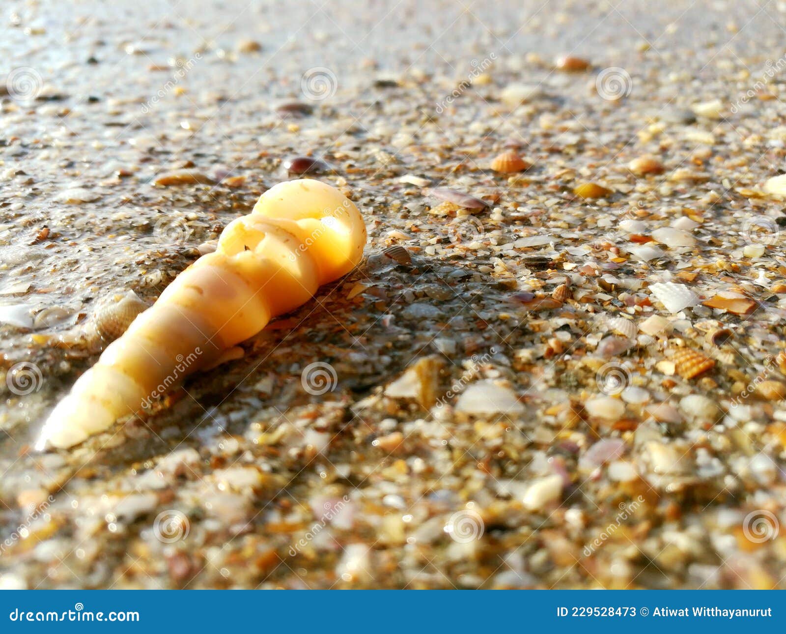 Little Sea Shell On Light Sand Background Royalty-Free Stock Image ...