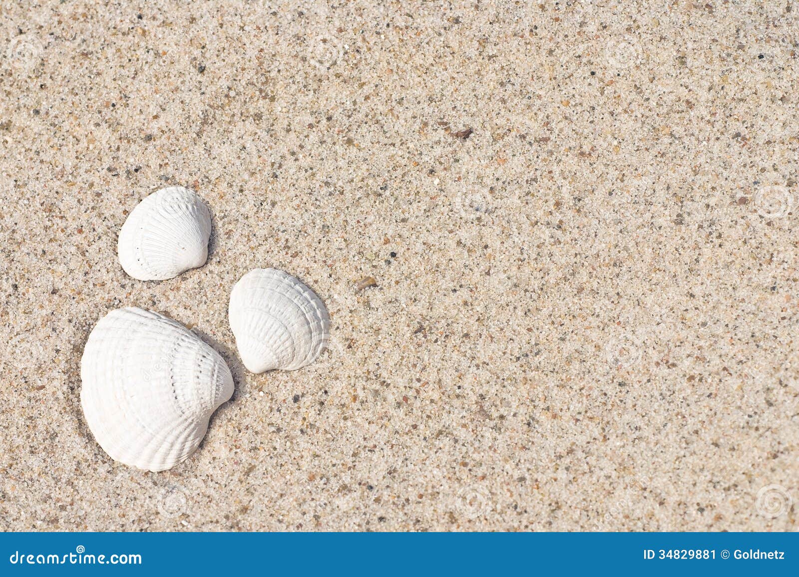 Little shells stock image. Image of copy, marine, life - 34829881