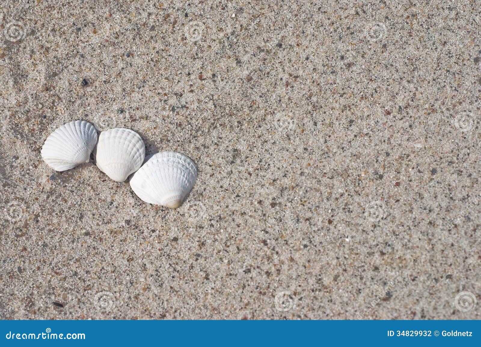 Little shells stock photo. Image of natural, life, holiday - 34829932