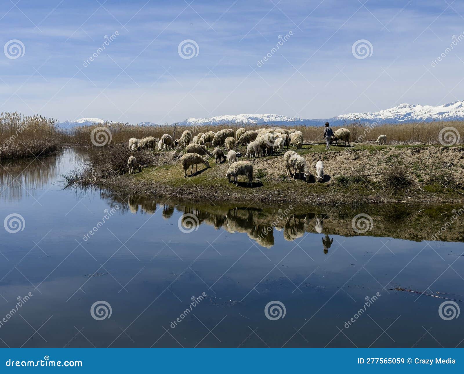 Little Shepherd Herding Sheep in Stunning Scenery by the Lake Stock ...