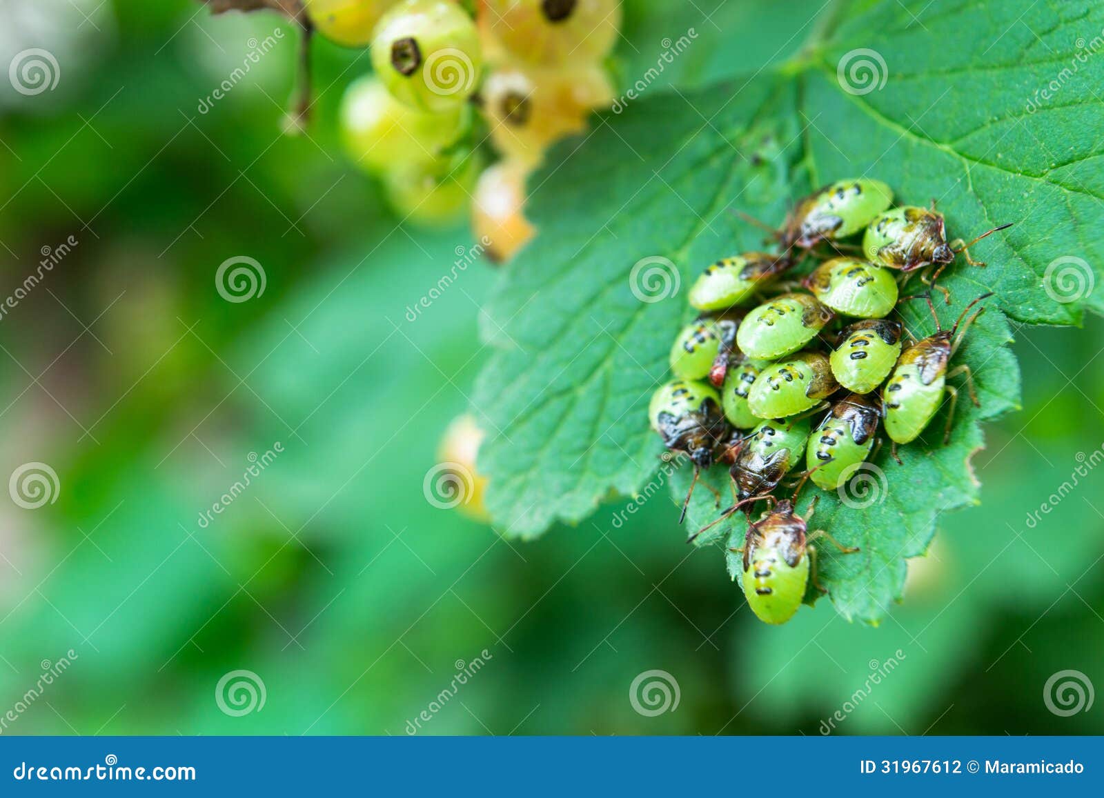 Little Shield Bugs, Also Known As Stink Bug on a Plant Stock Photo ...