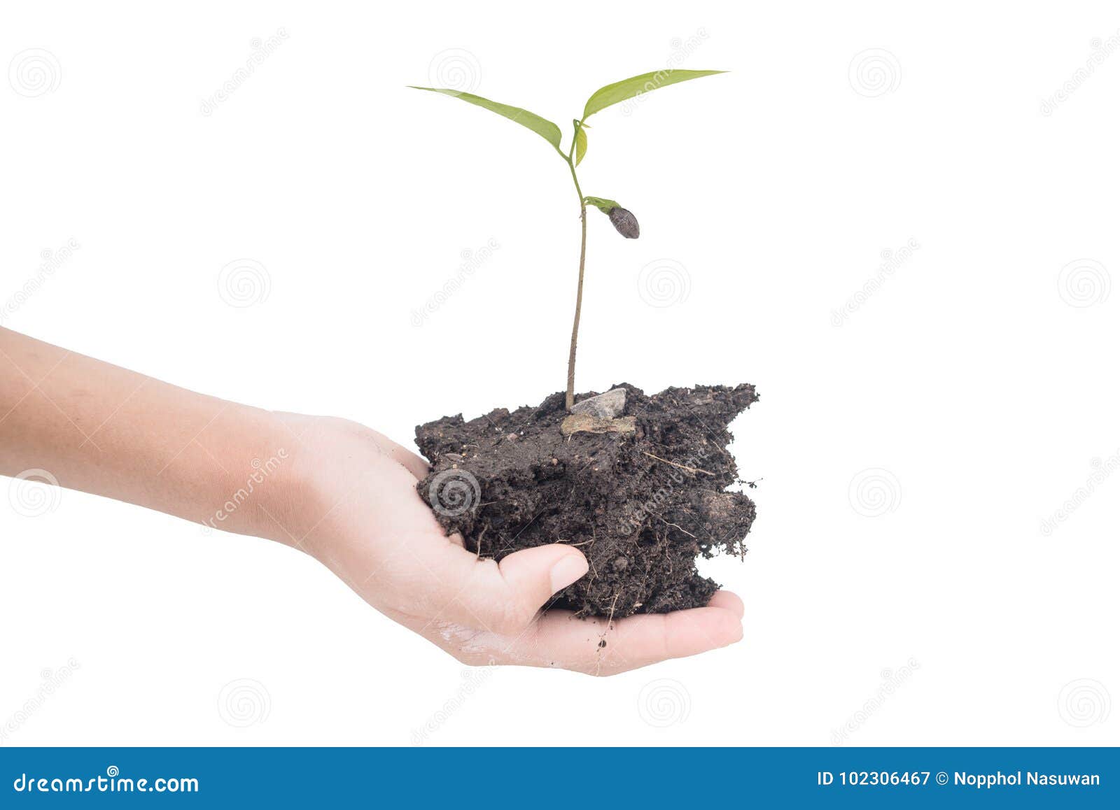 Two Hands Holding Tree and Isolate on White Background. Stock Image ...