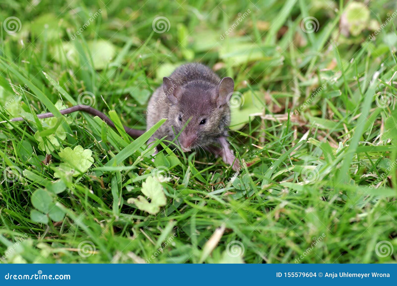 A Little Shrew on the Green Grass Stock Photo - Image of summer ...