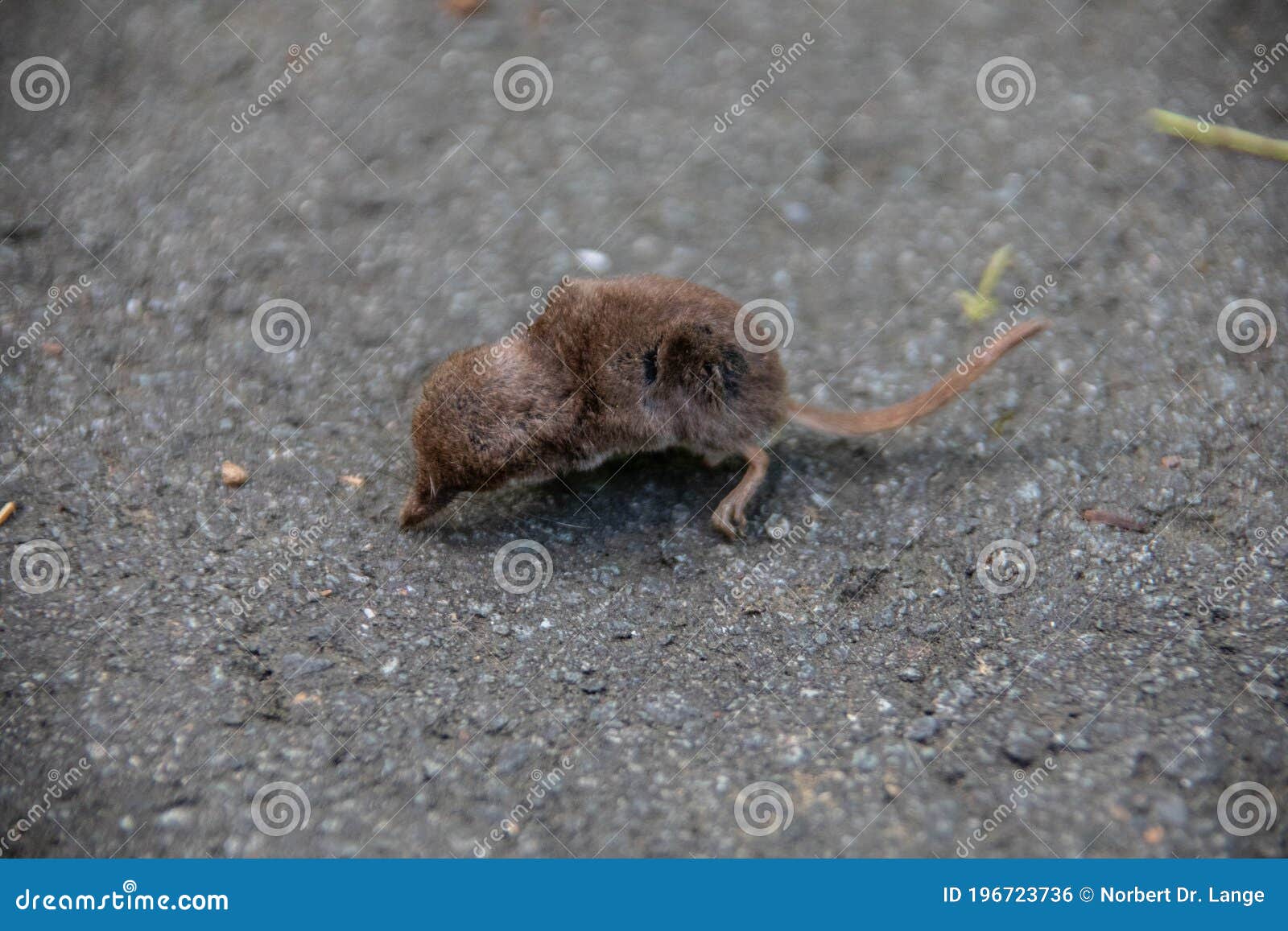 Little shrew sitting stock photo. Image of outdoor, brown - 196723736