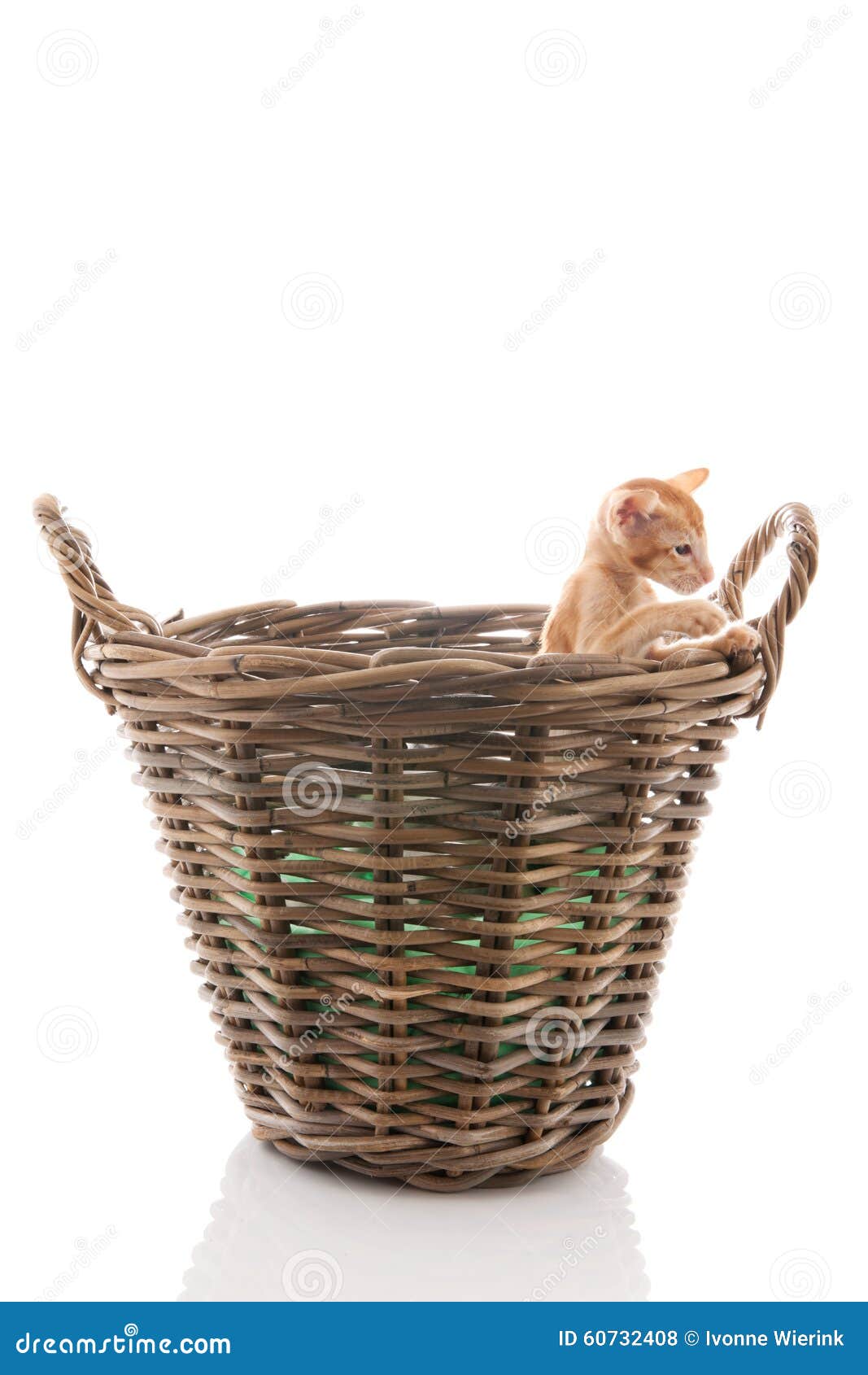 Little Siamese Kitten in Basket Stock Photo - Image of cute, background ...