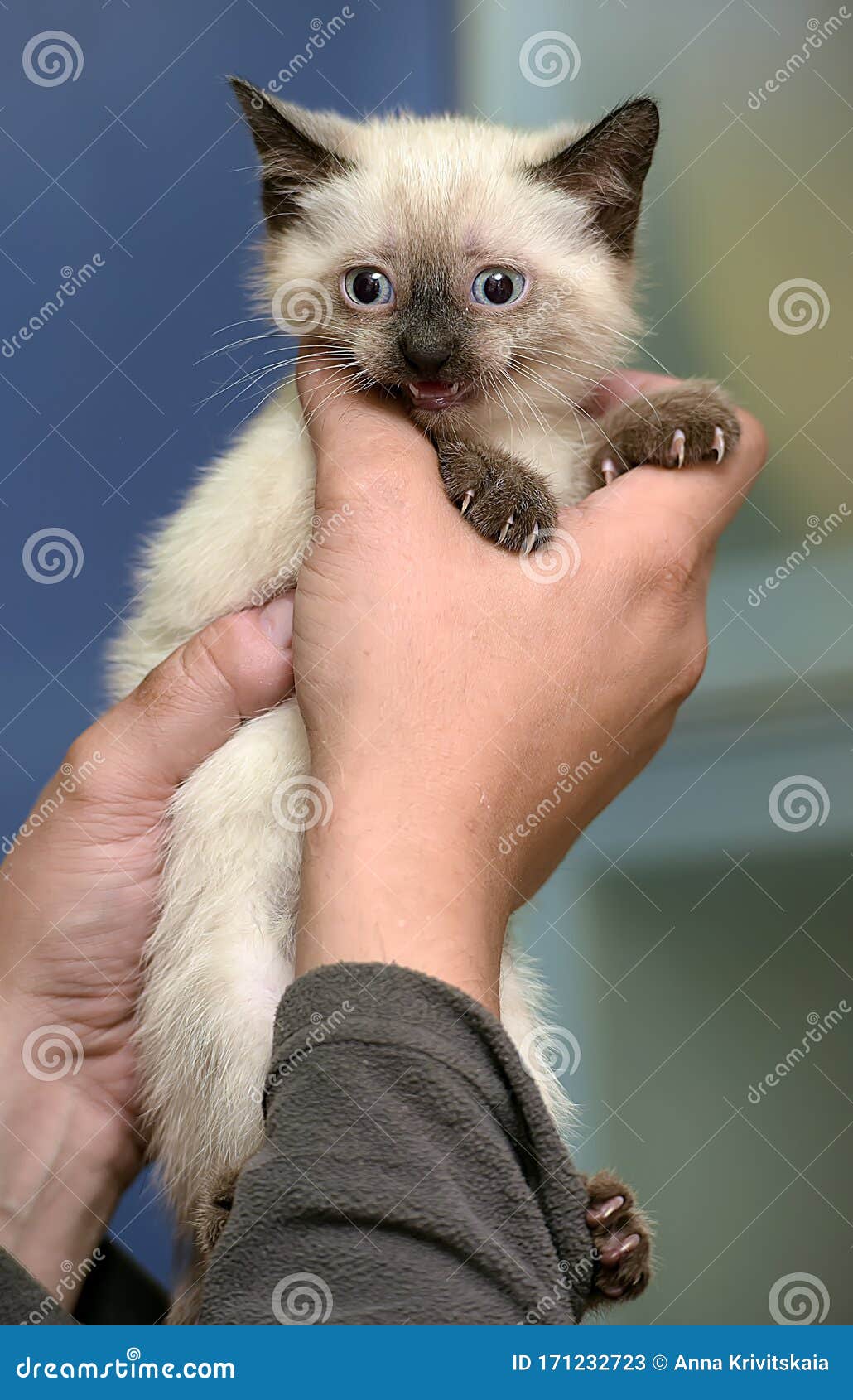Siamese kitten in hands stock image. Image of hands - 171232723