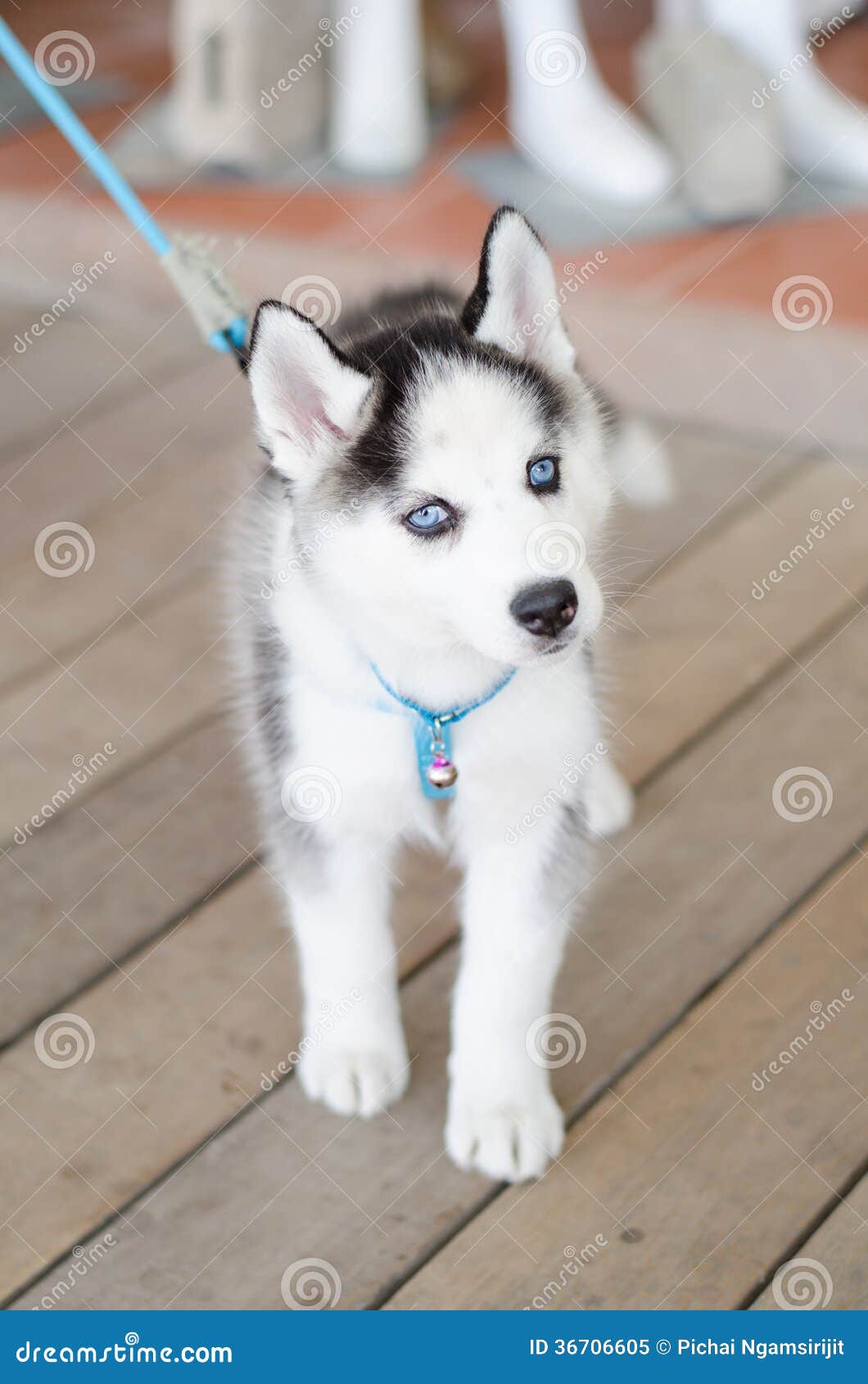 Little Siberian husky stock image. Image of pets, husky - 36706605