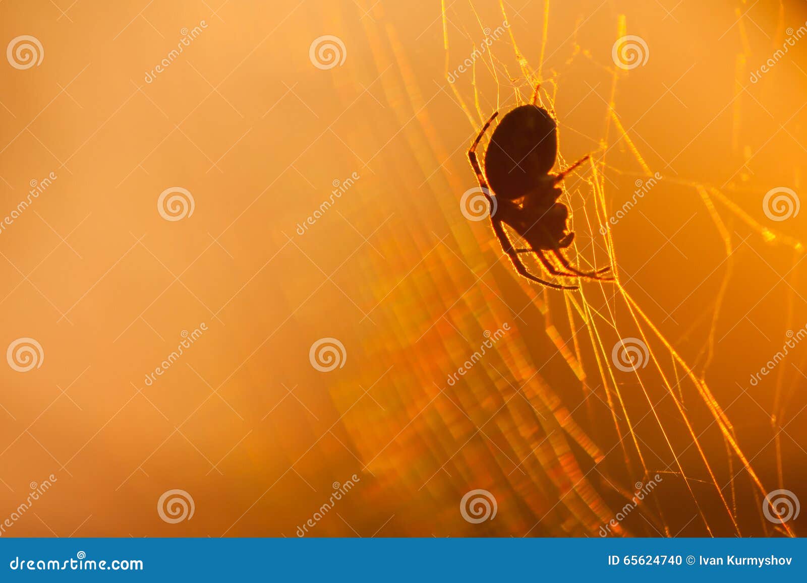 Little Silhouette Spider on Web at Sunset. Macro Close Up Stock Photo ...