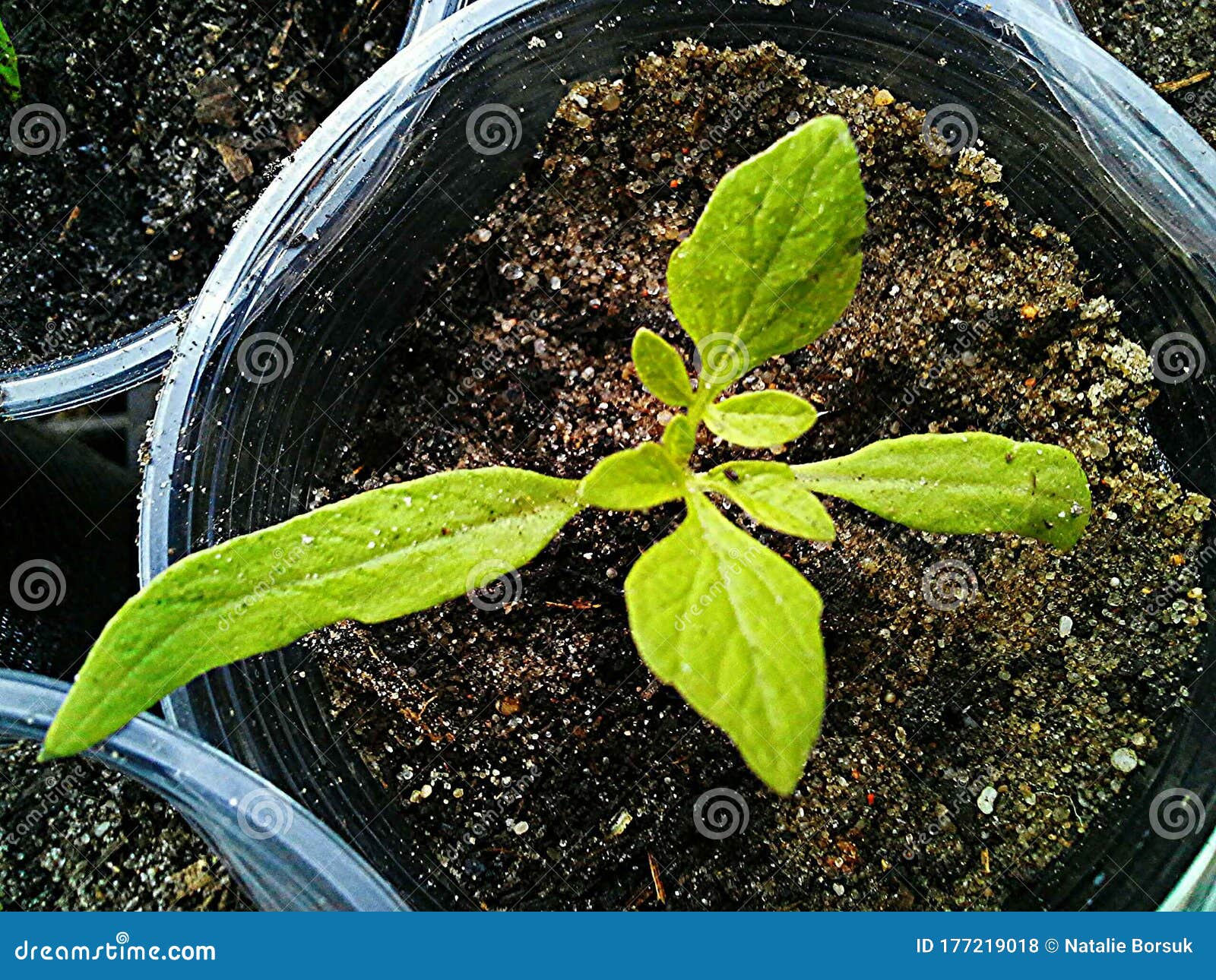 A Single Seedling Growing From Fertile Soil, With Morning Dew On Its ...