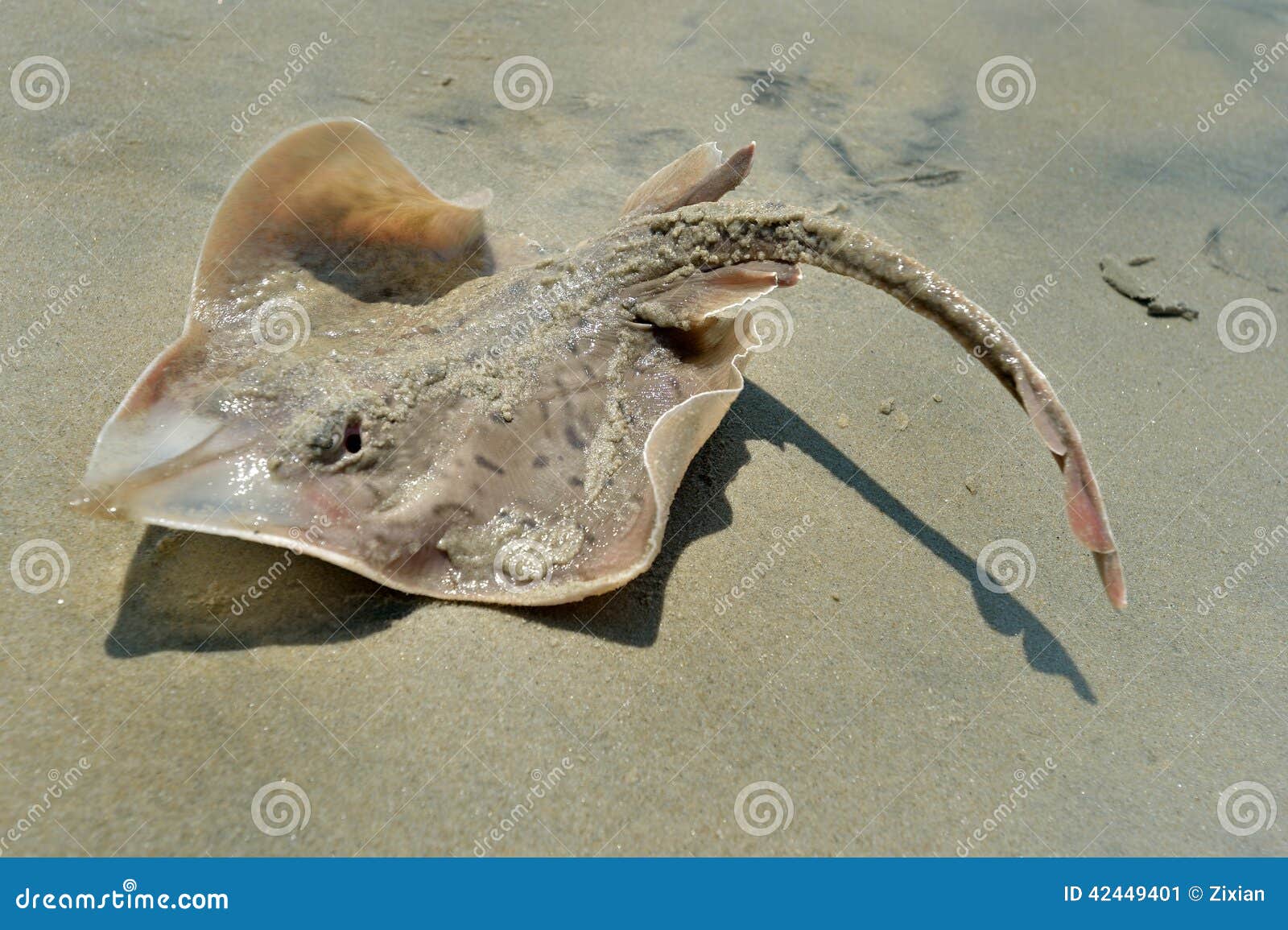 Little Skate stock image. Image of ocean, fish, offshore - 42449401