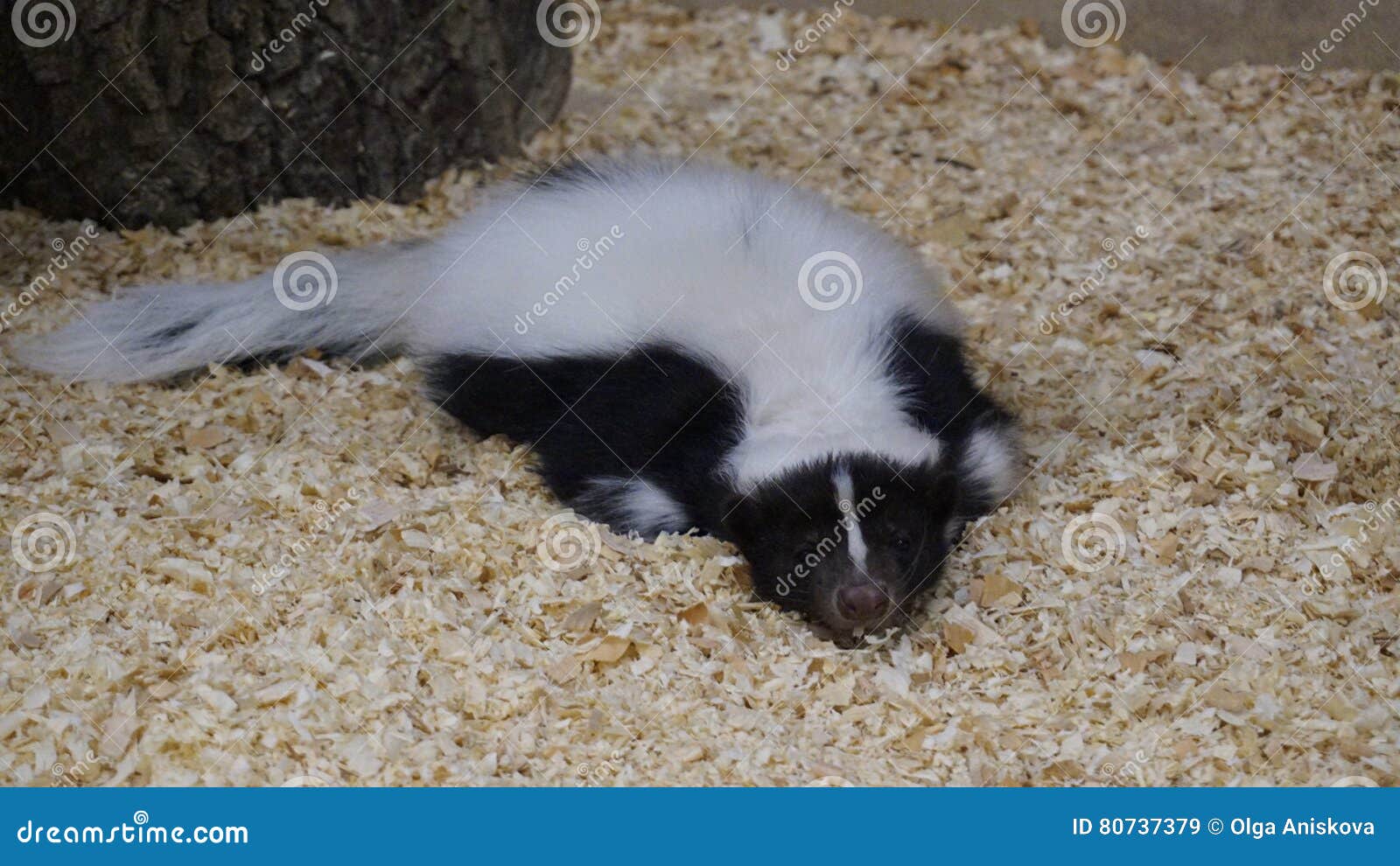 Little skunk stock image. Image of postcard, little, wallpaper - 80737379