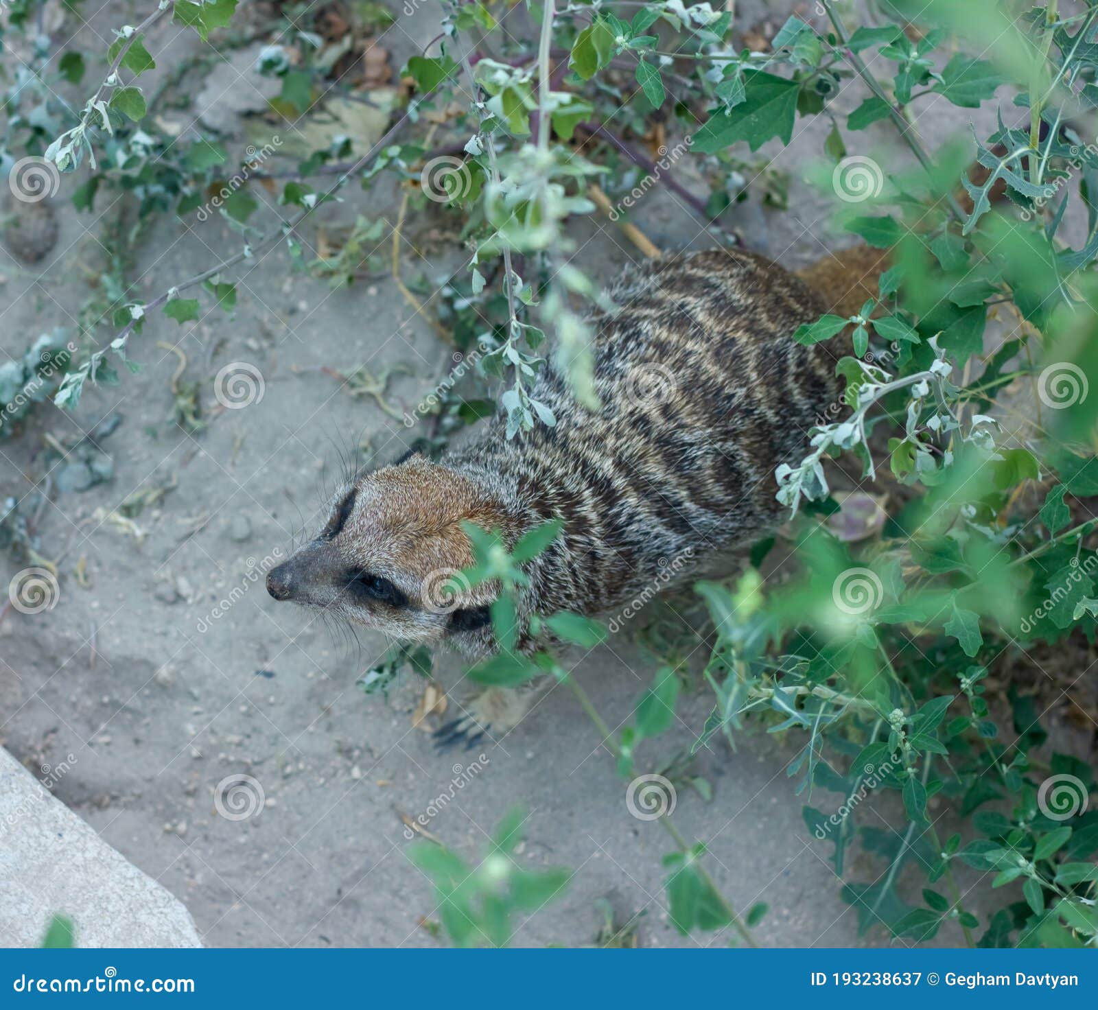 The Little Skunk Standing on the Ground, Skunk in the Zoo Stock Image ...
