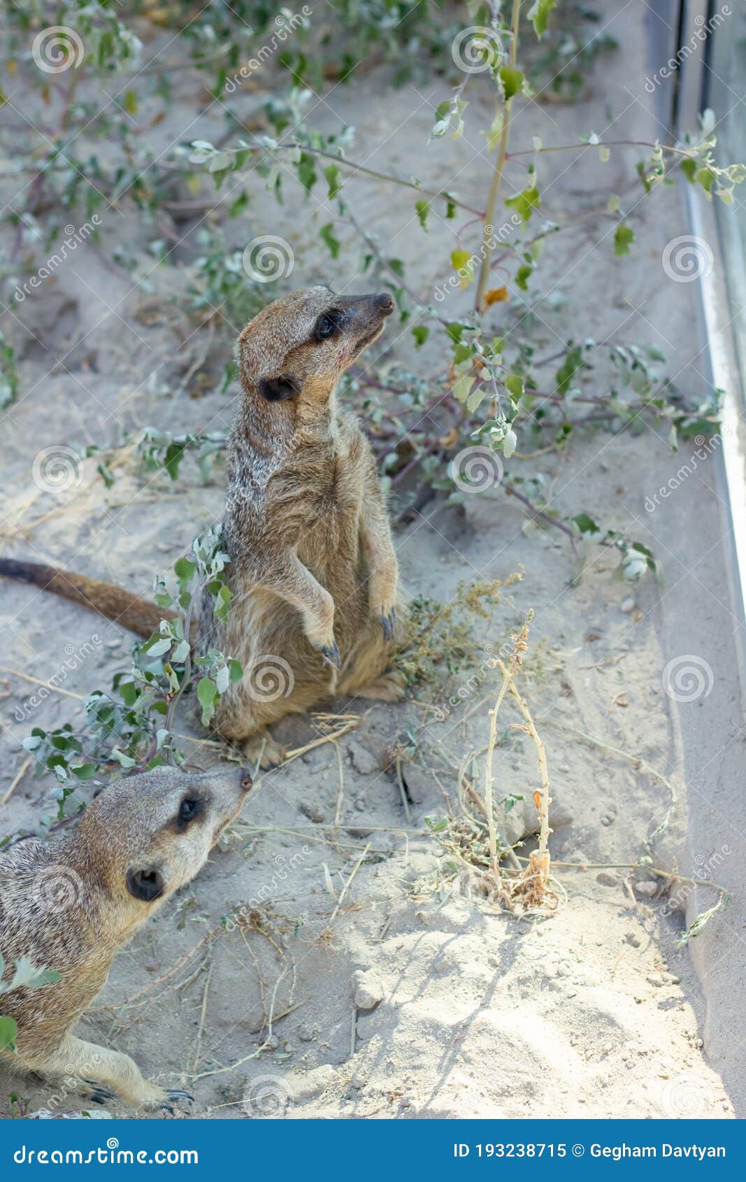 The Little Skunk Standing on the Ground, Skunk in the Zoo Stock Image ...