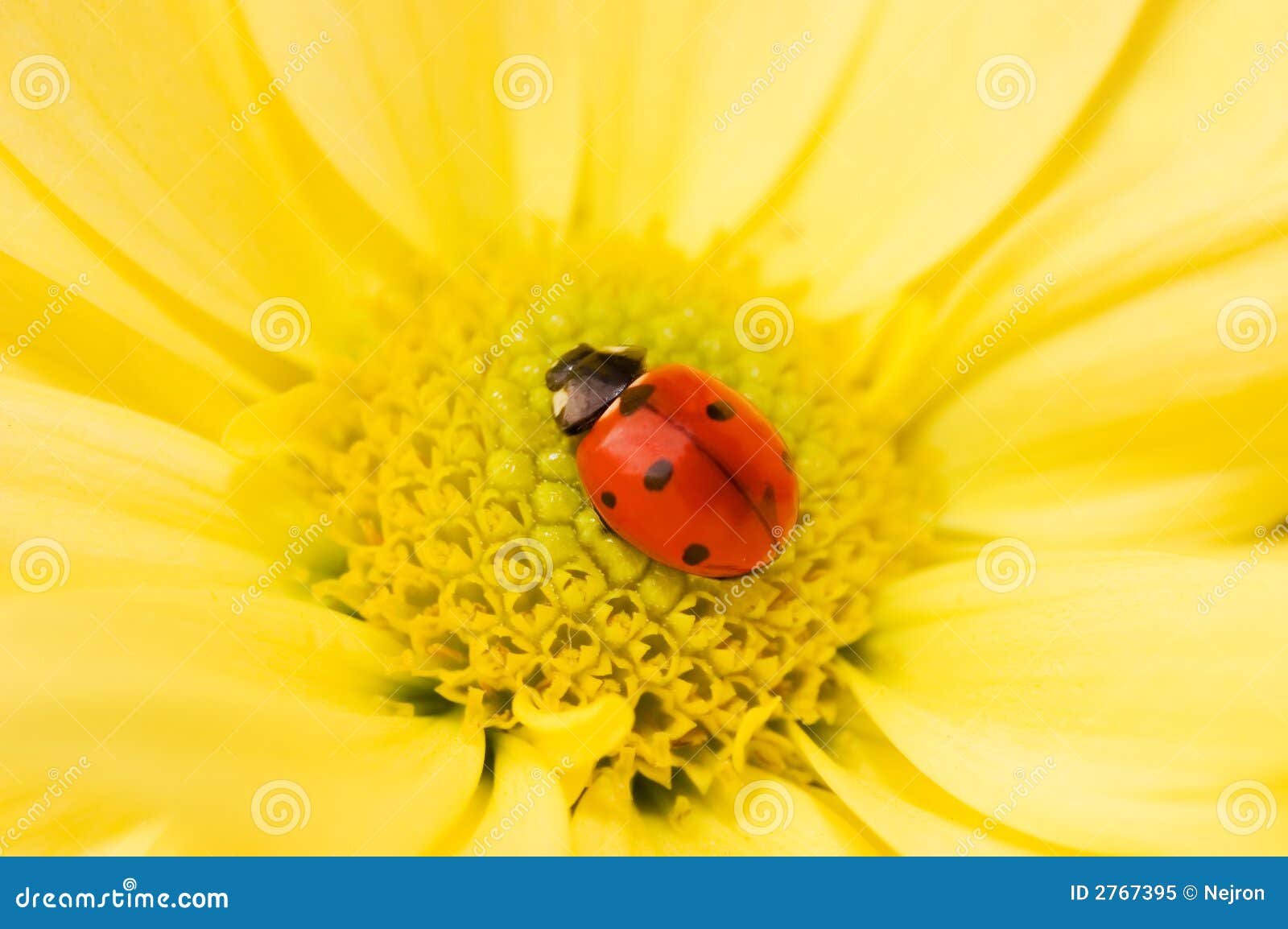 Little sleeping ladybug stock image. Image of harmony - 2767395
