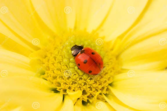 Little sleeping ladybug stock image. Image of harmony - 2767395