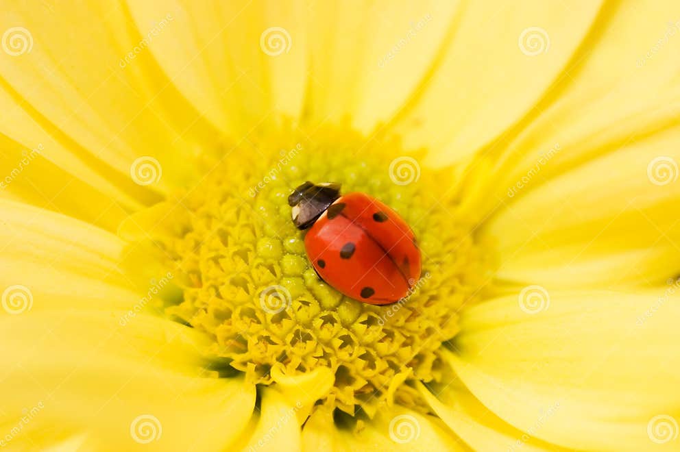 Little sleeping ladybug stock image. Image of harmony - 2767395