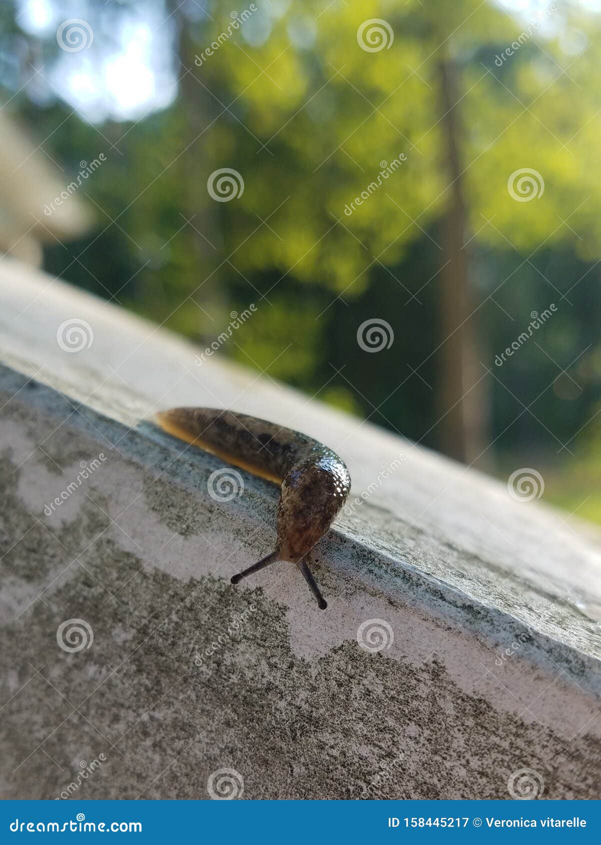 Little Slug Bug stock image. Image of slug, outside - 158445217