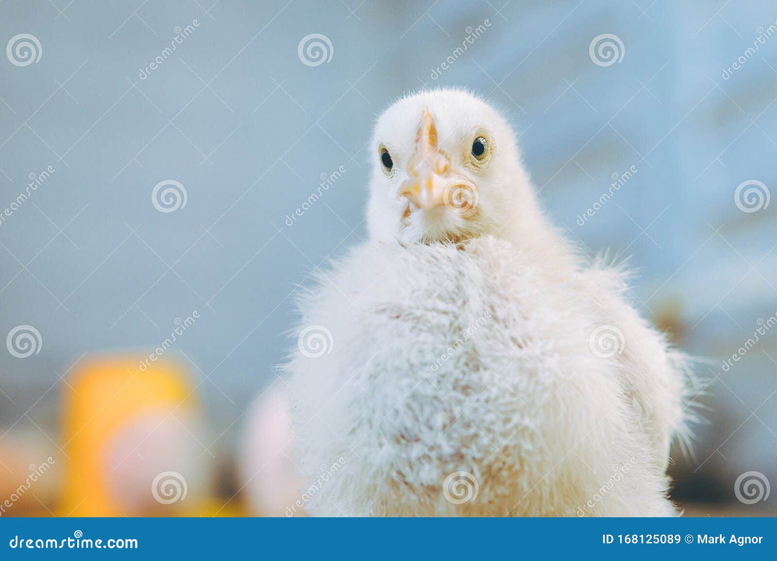 Little Small Broiler Poultry White Chick Bird Stock Image - Image of ...