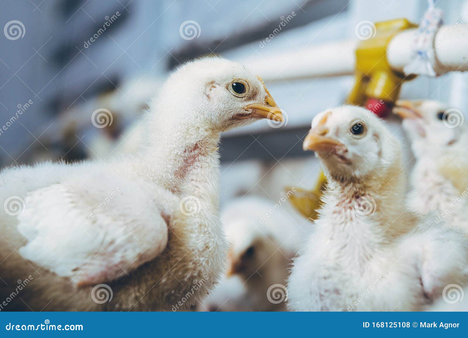 Little Small Broiler Poultry White Chick Bird Stock Photo - Image of ...