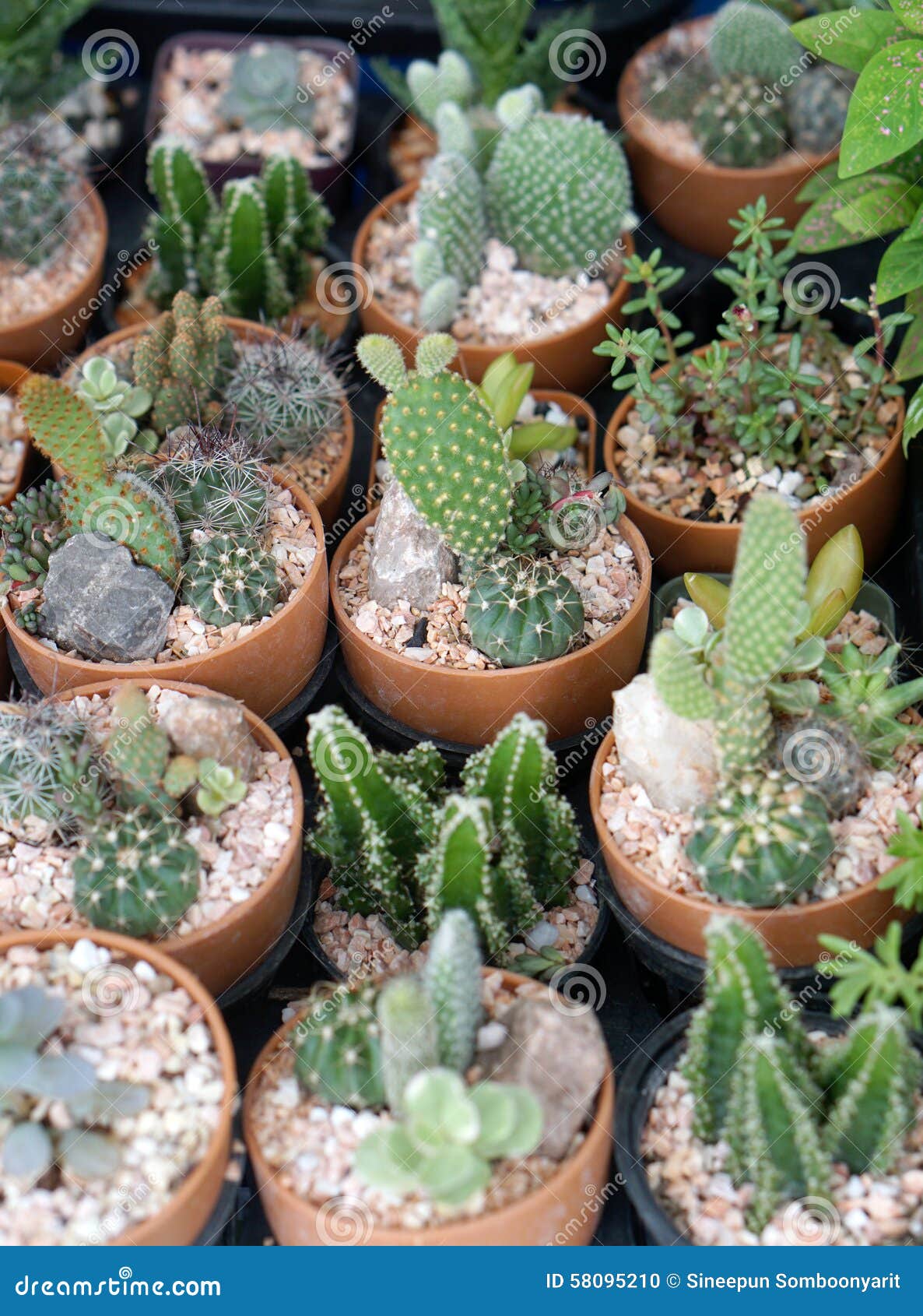 Little small cactus garden stock photo. Image of hobbies - 58095210