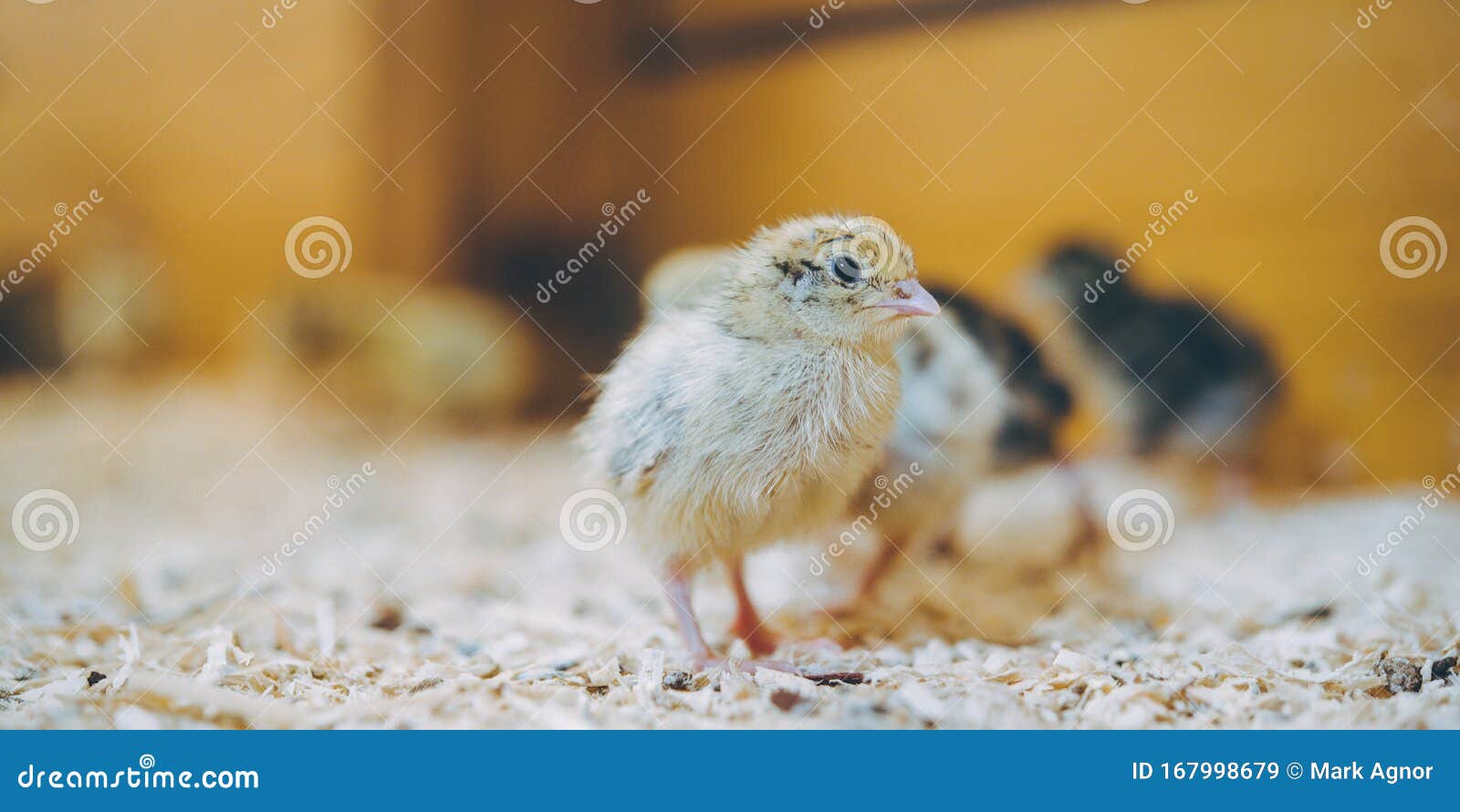 Little Small Quail Poultry White Chick Bird Stock Image - Image of grow ...