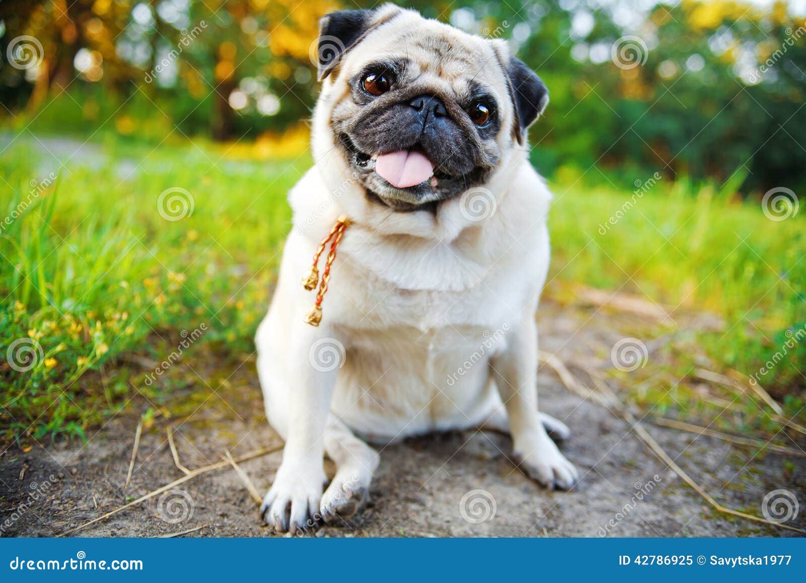 Little smiling pug stock image. Image of mammal, canine - 42786925