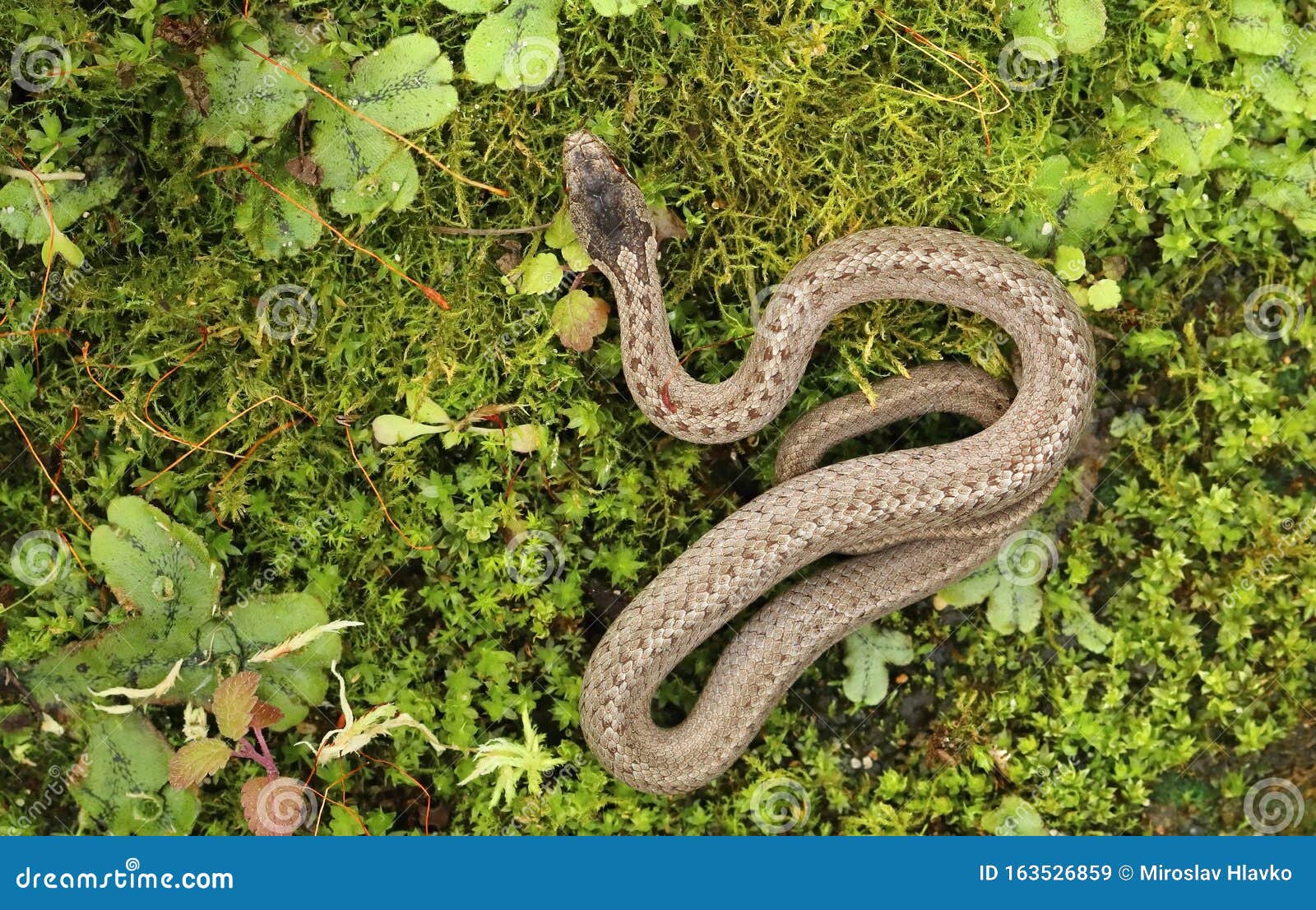 Little Smooth Snake Coronella Austriaca Stock Image - Image of nature ...